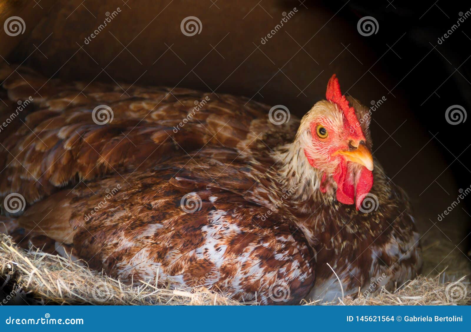 Broody Hen Brooding in the Nest of the Farm Stock Photo - Image of ...