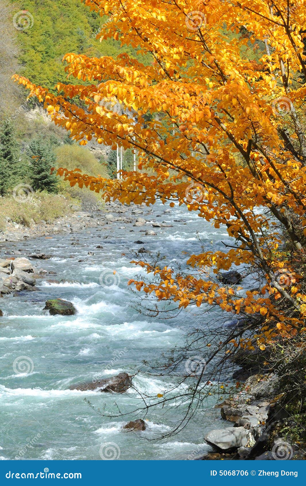 Brook stock photo. Image of tree, scenery, plant, fall - 5068706