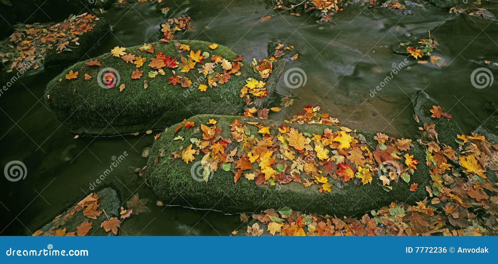 Brook in autumn stock photo. Image of stone, stream, natural - 7772236