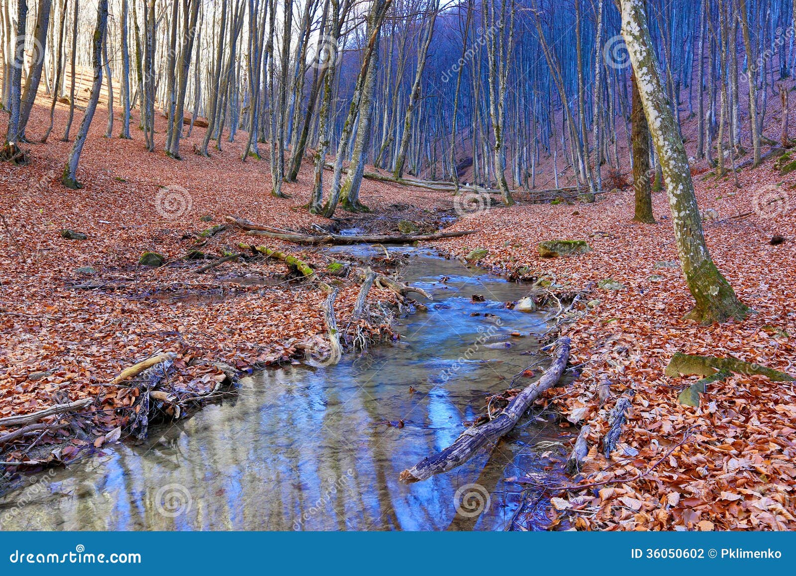 Brook in autumn forest stock photo. Image of tree, motion - 36050602