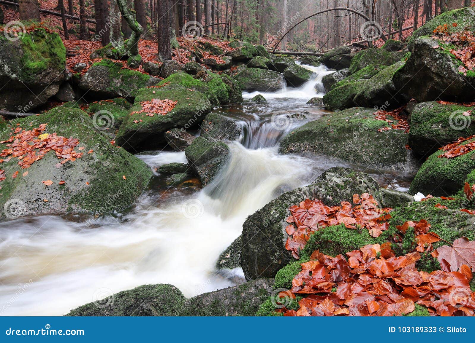 Stream in the Autumn Forest Stock Image - Image of landscape, woods ...