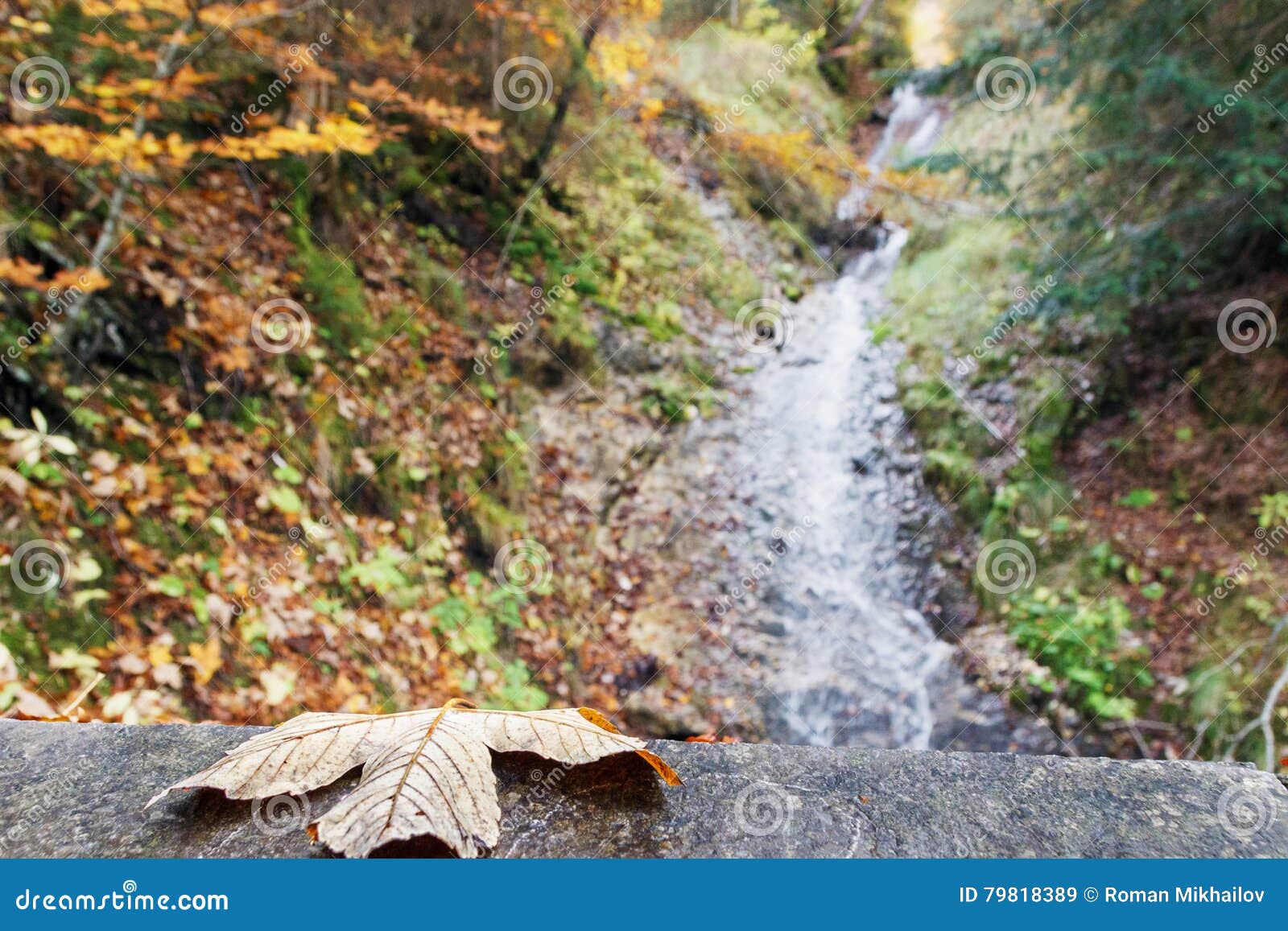 Brook in an autumn ravine stock image. Image of overcast - 79818389