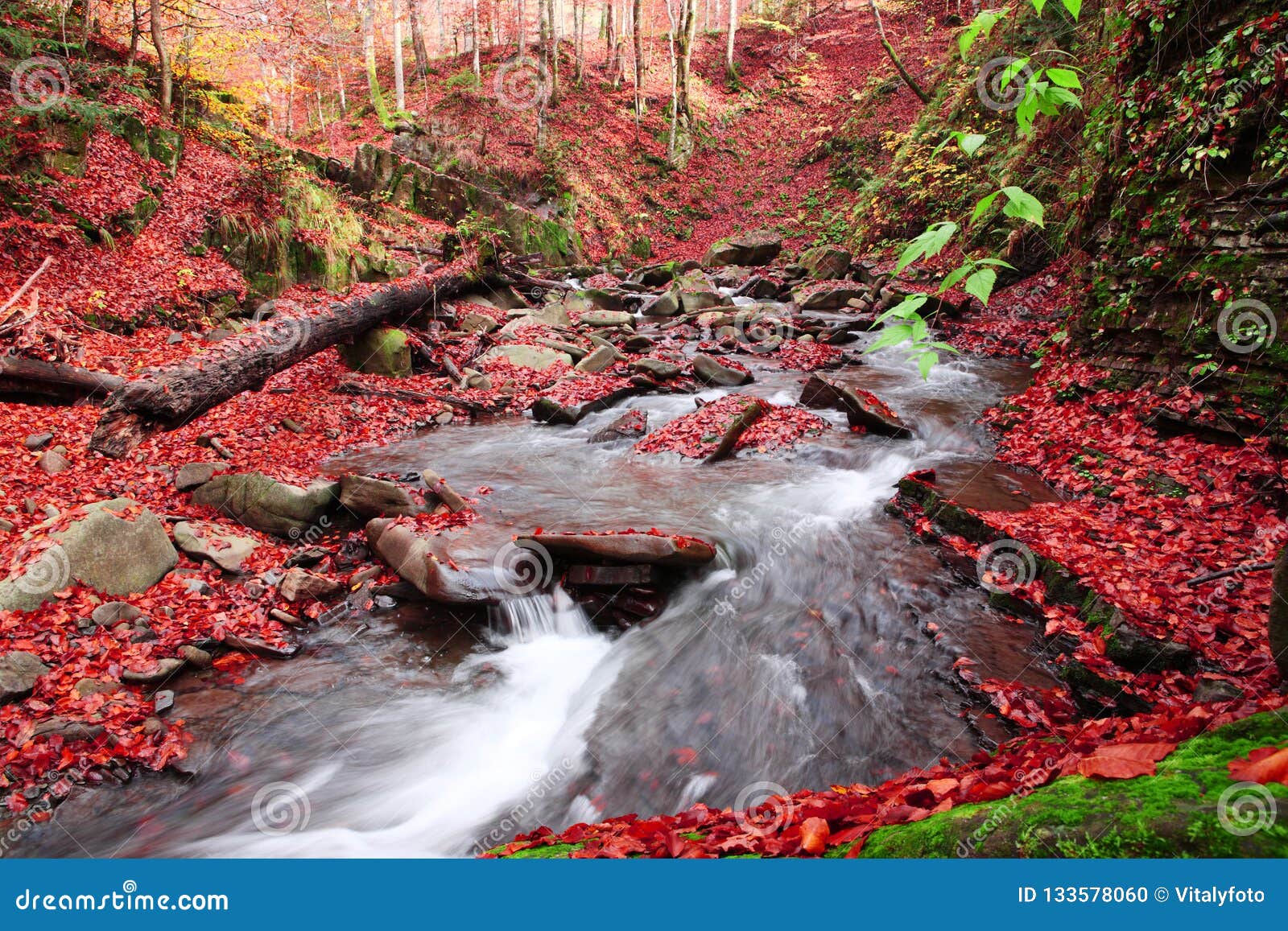 Brook in a Beech Forest in Autumn Stock Photo - Image of leaf, colorful ...