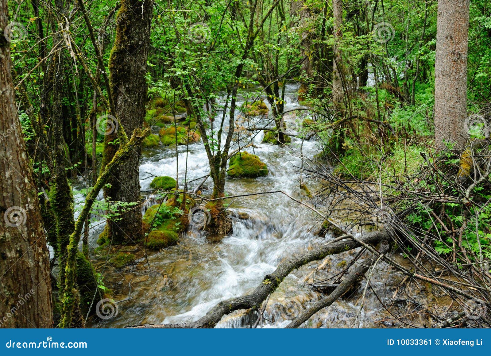 A Brook through Forest stock image. Image of travel, forests - 10033361