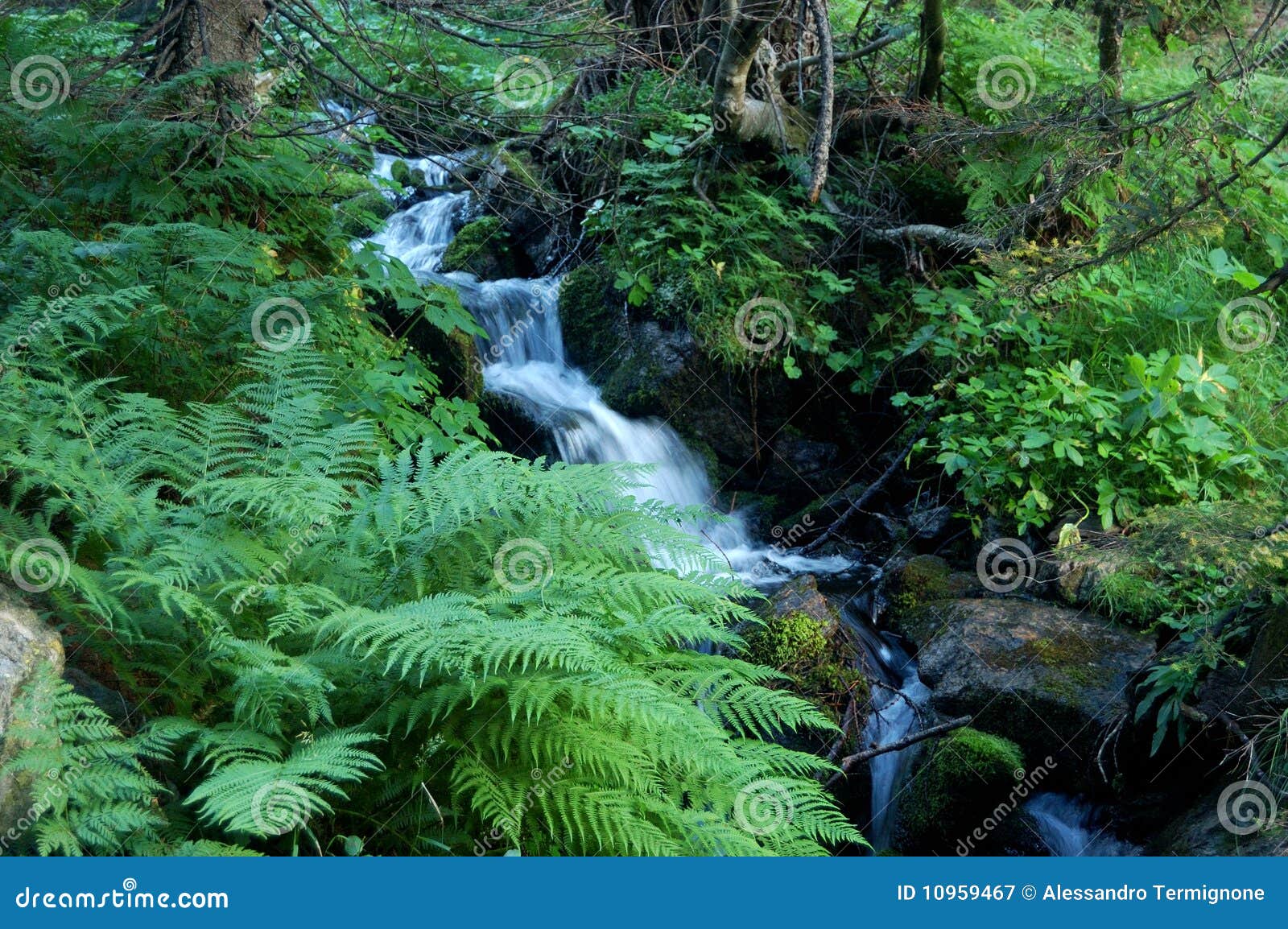 Brook in the forest stock image. Image of brook, moist - 10959467