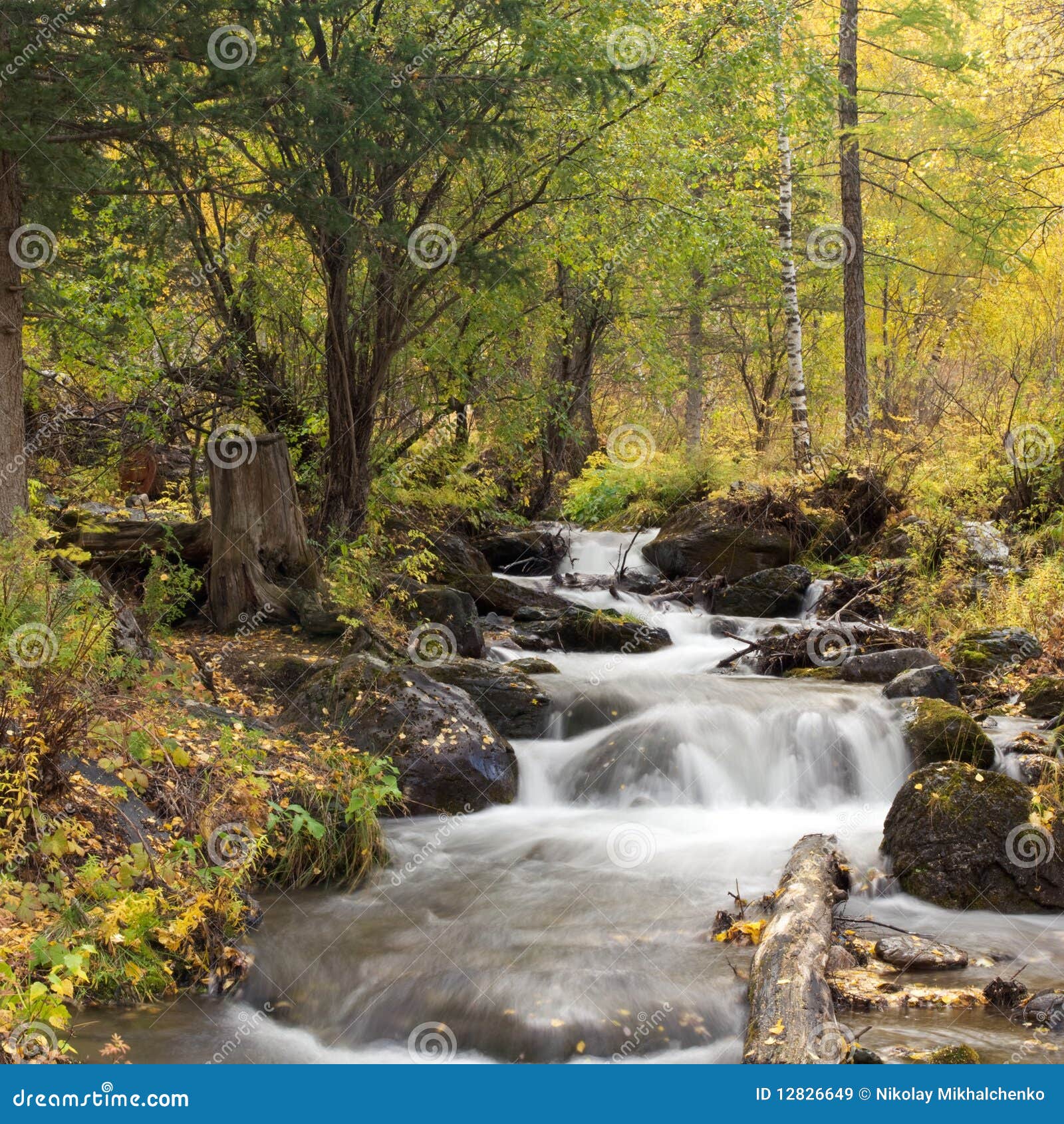 Brook in the forest stock image. Image of brooklet, fresh - 12826649