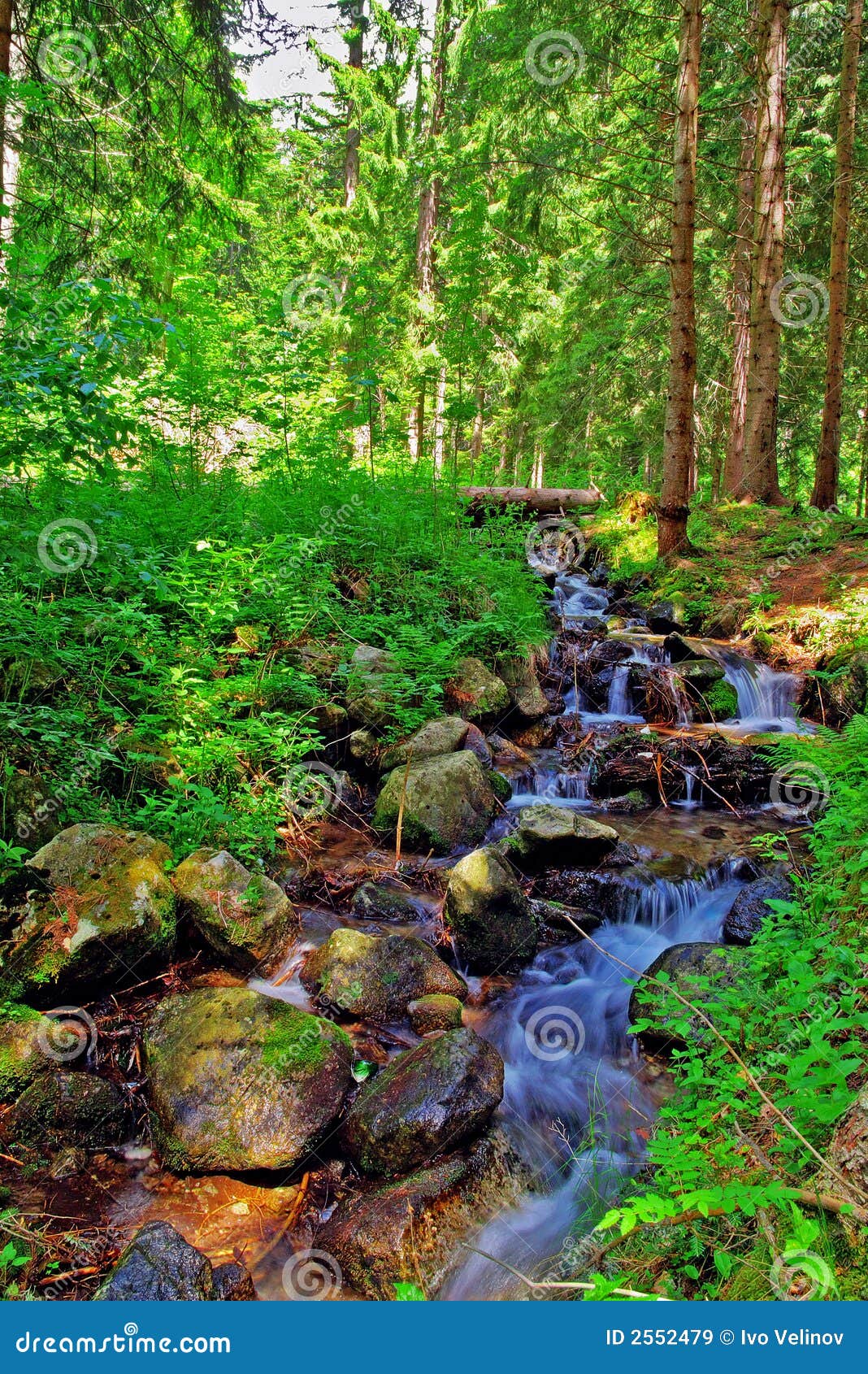 Brook in the forest stock image. Image of natural, spring - 2552479