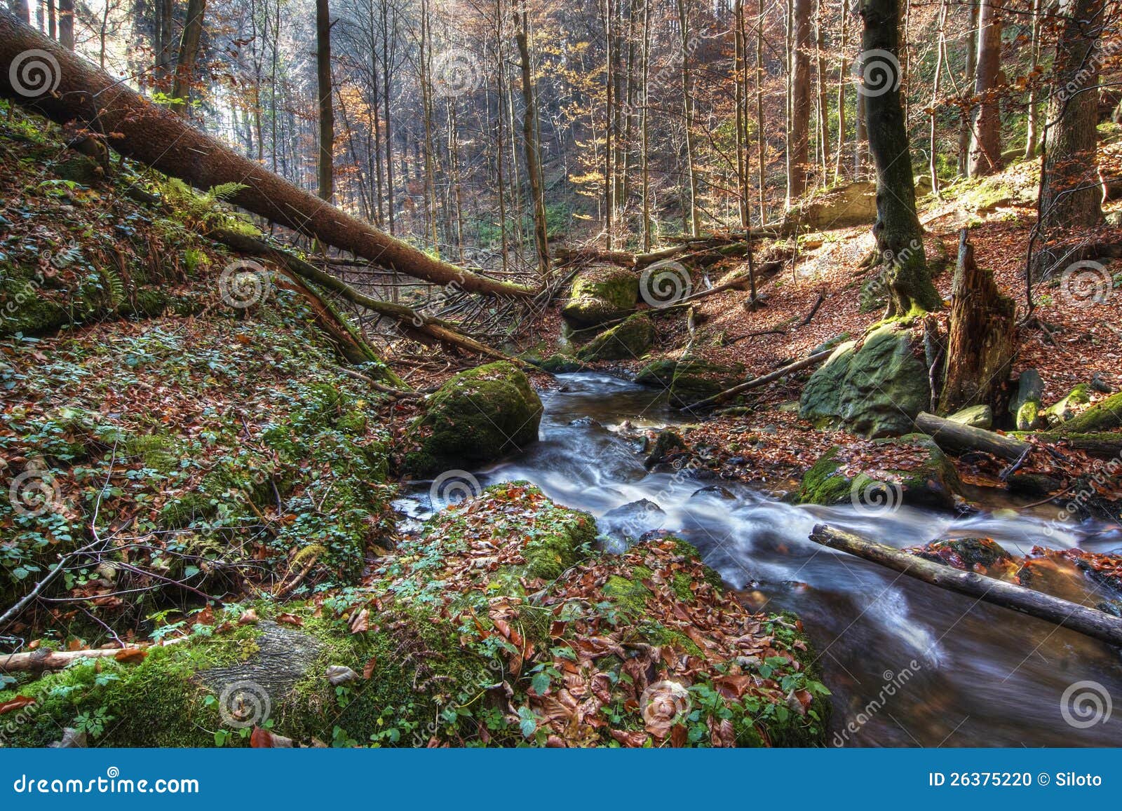 Brook in forest stock photo. Image of stream, hlowing - 26375220