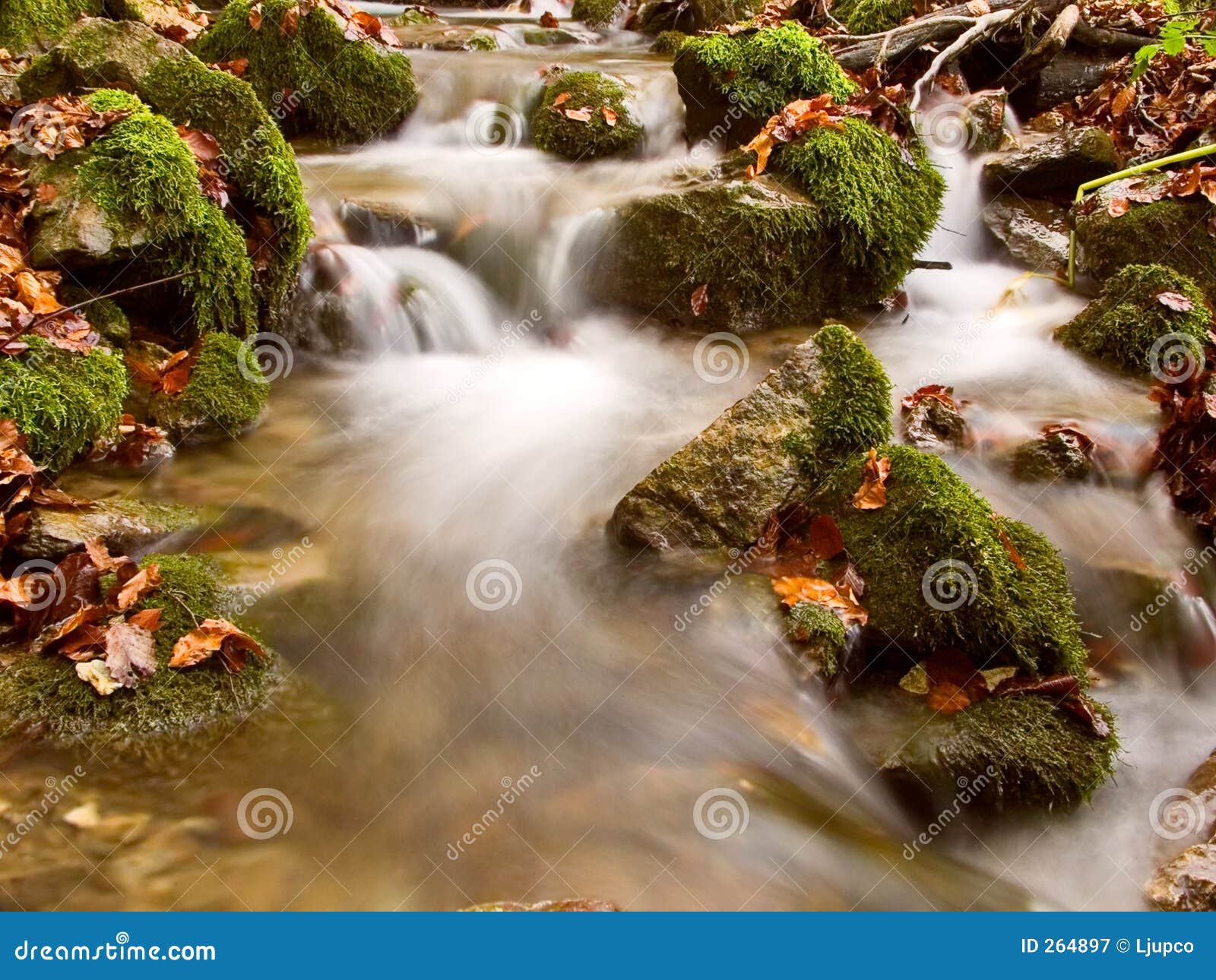 Brook in the forest stock image. Image of green, autumn - 264897