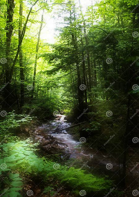 Brook in the forest stock image. Image of river, beautiful - 2926447