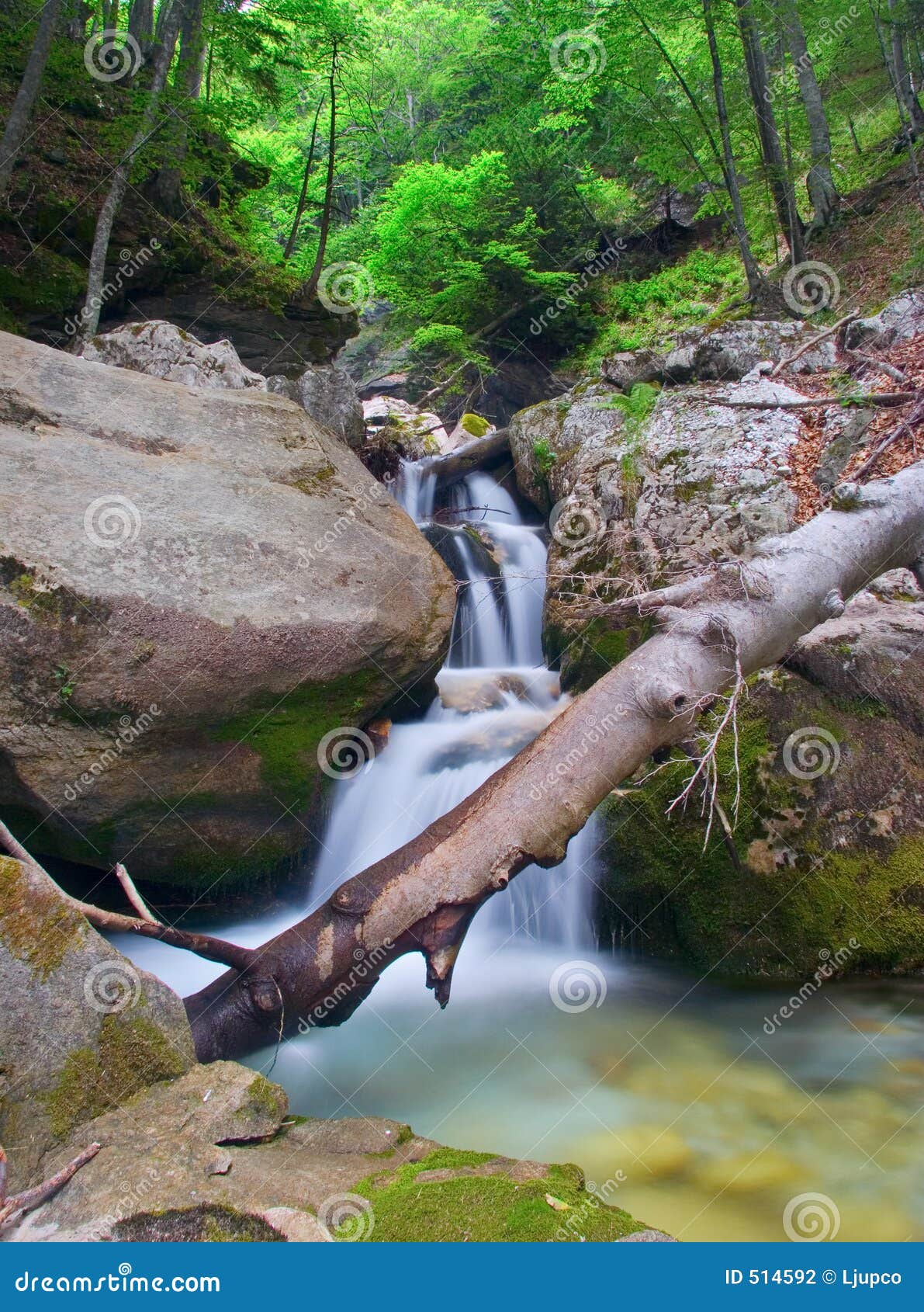 Brook in the forest stock photo. Image of brook, lush, landscape - 514592