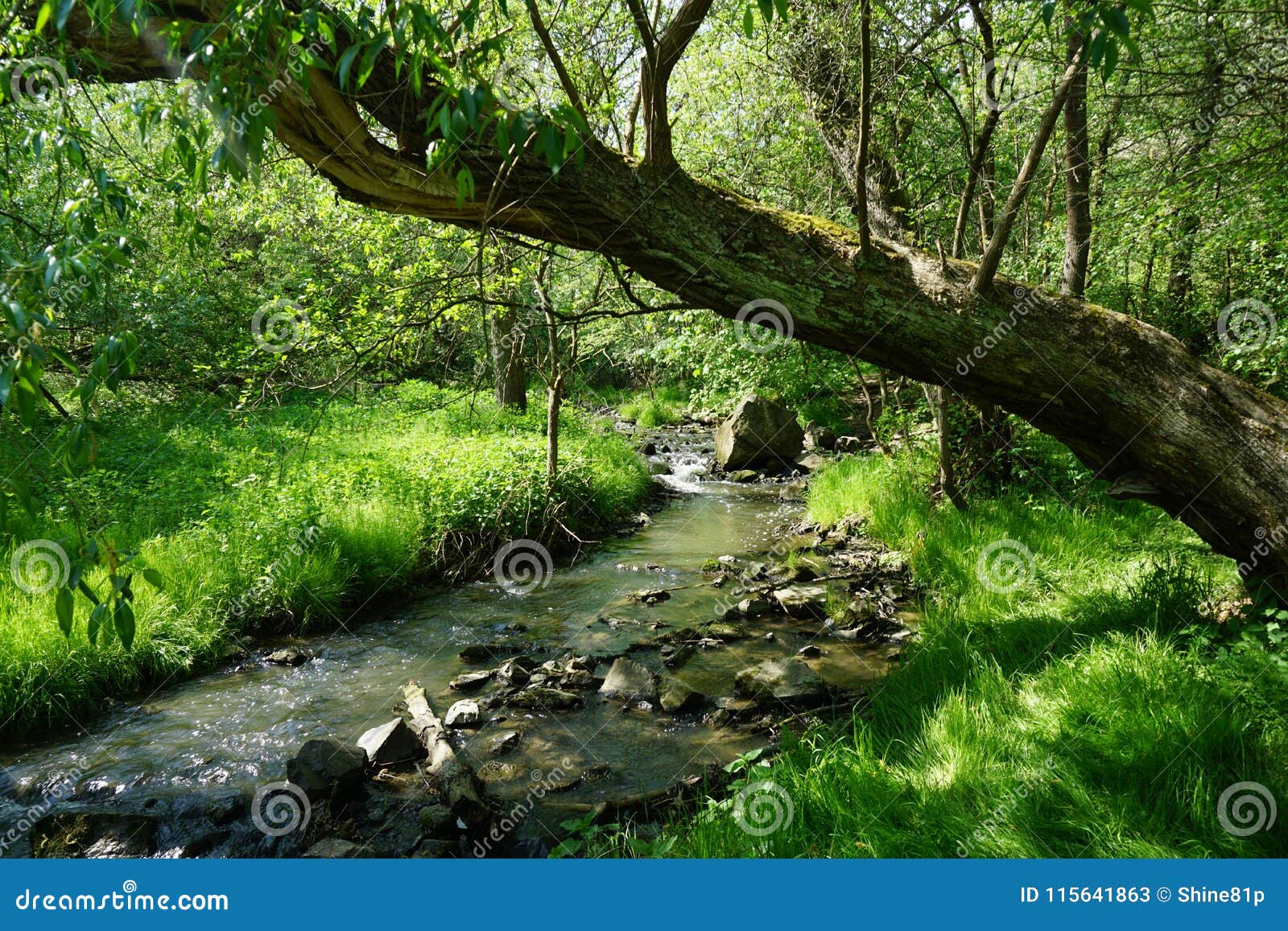 Brook in the Forest, Bended Tree Over it Stock Image - Image of brook ...