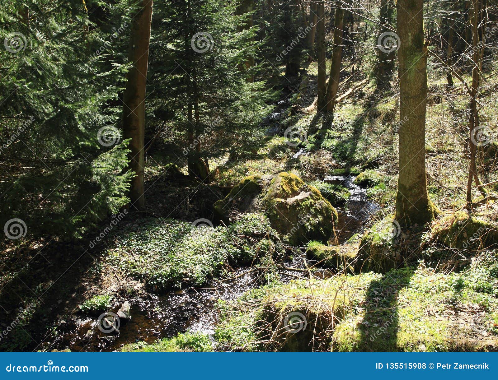 Brook in forest stock photo. Image of fresh, grass, green - 135515908