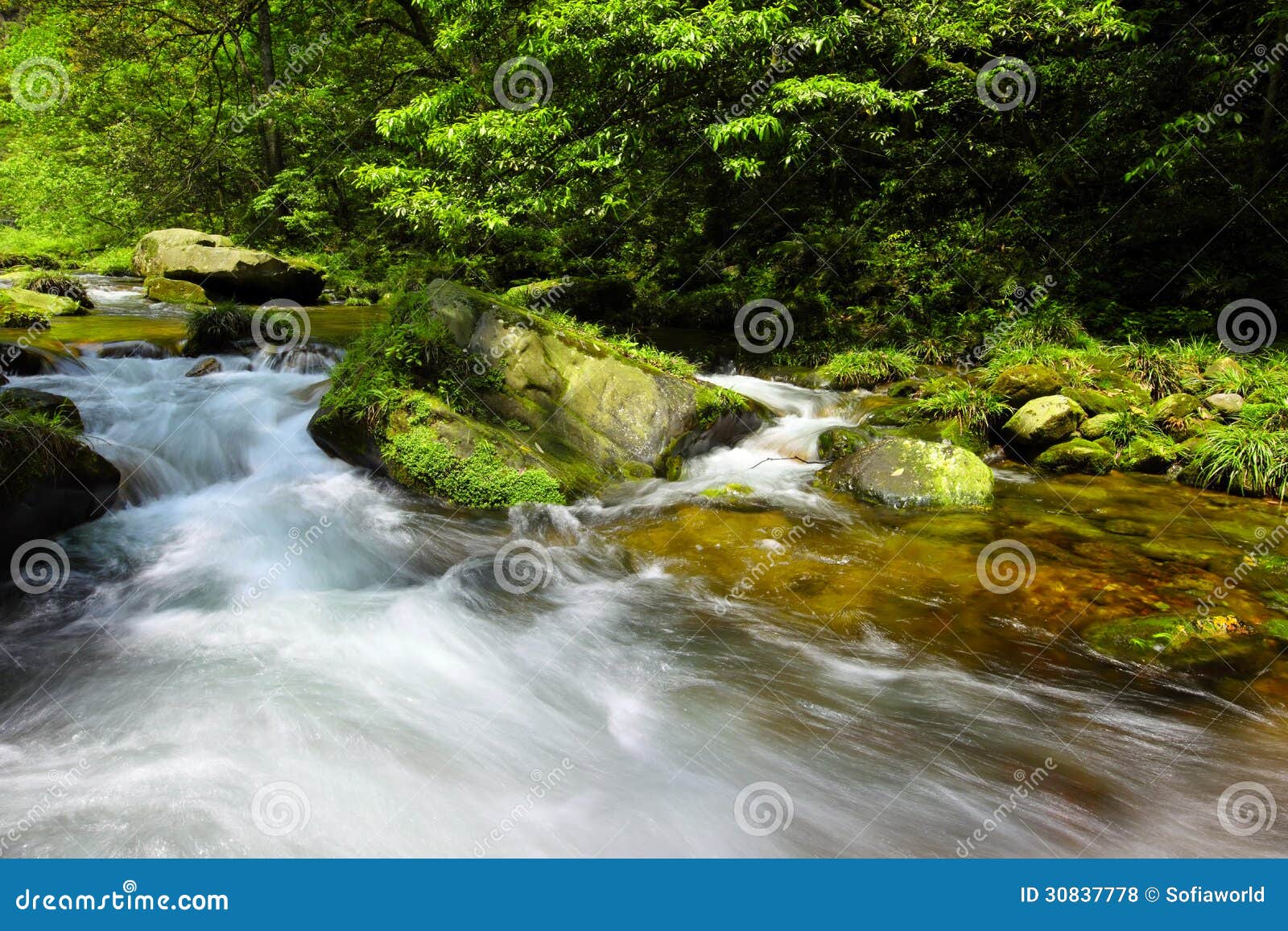 Brook in the Forest stock photo. Image of freshness, natural - 30837778