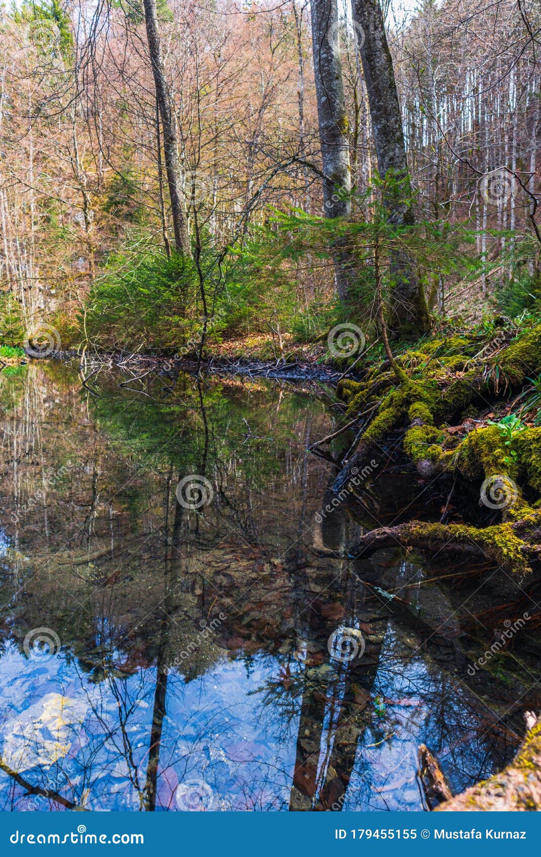 Brook in the forest stock image. Image of tree, wood - 179455155
