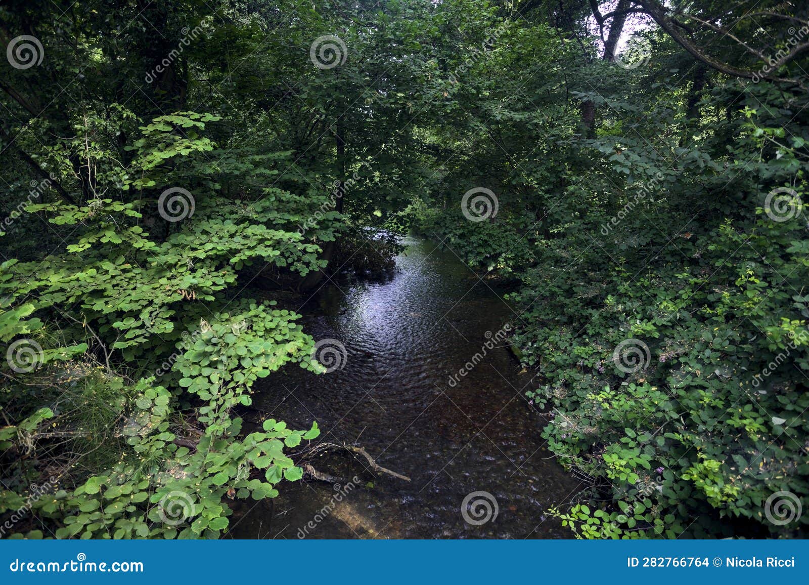Brook in a Forest with Trees Arching on it Stock Photo - Image of ...