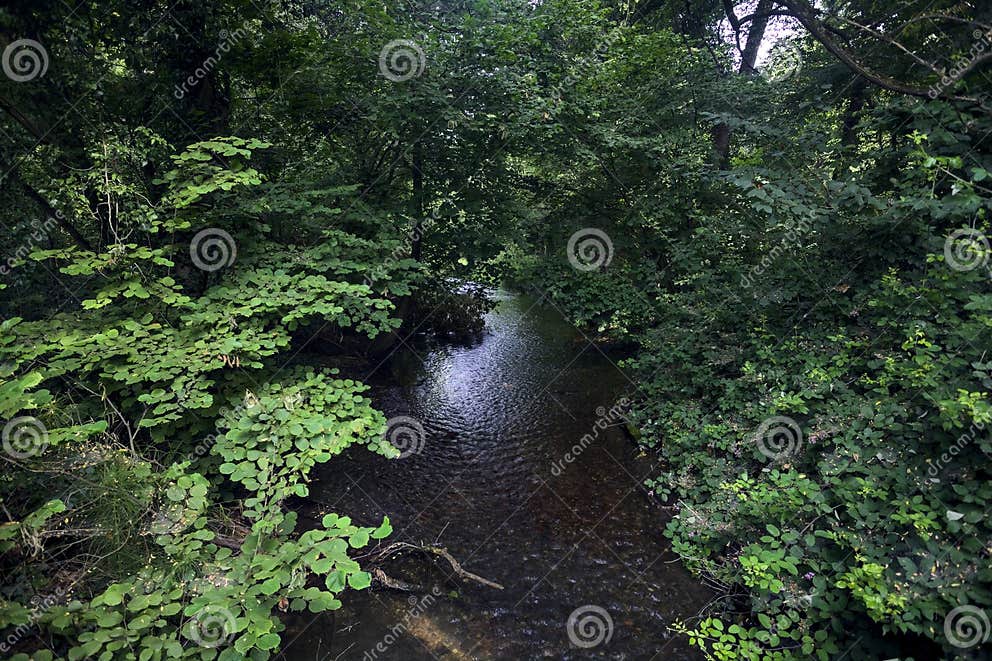Brook in a Forest with Trees Arching on it Stock Photo - Image of ...