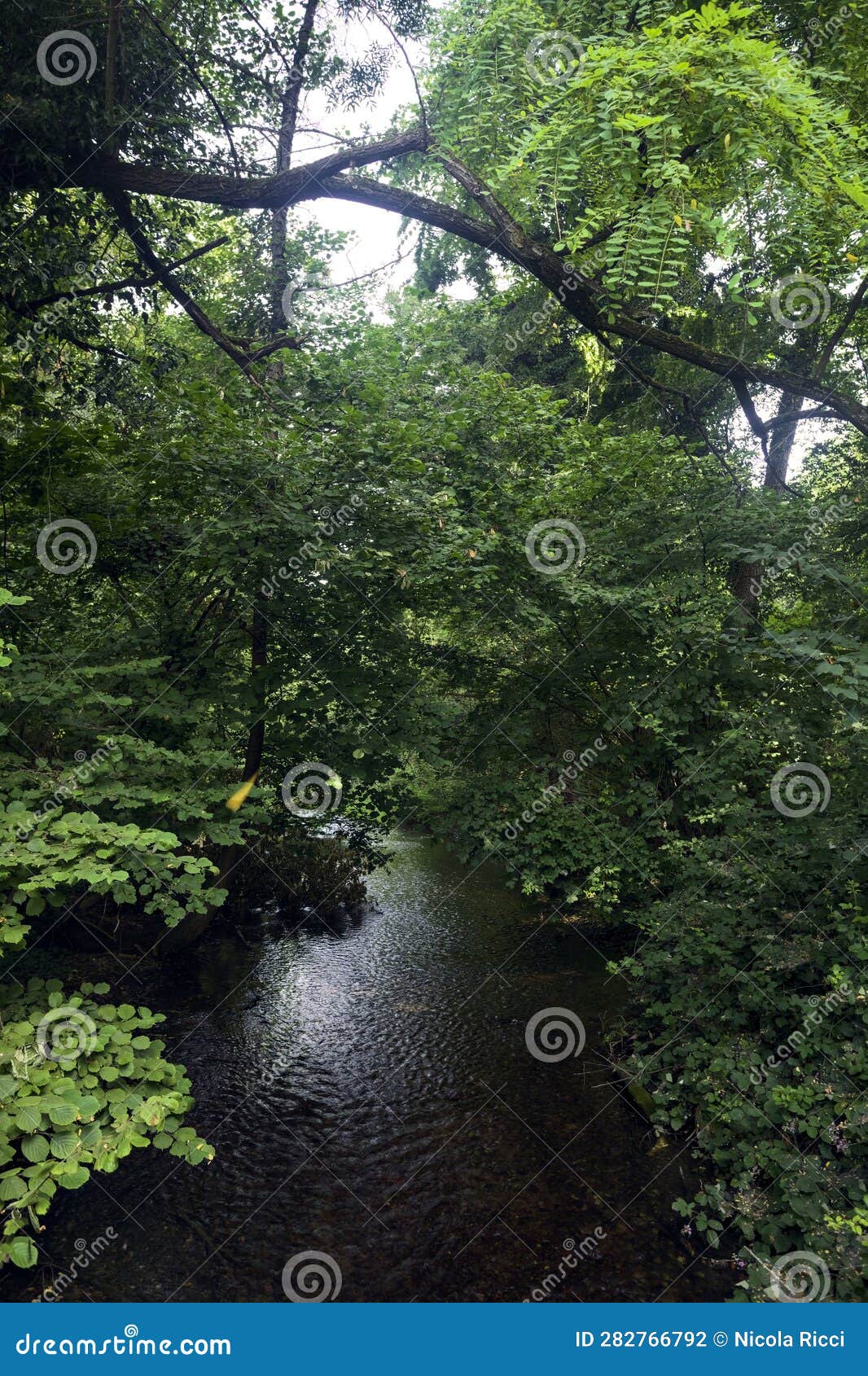Brook in a Forest with Trees Arching on it Stock Photo - Image of creek ...