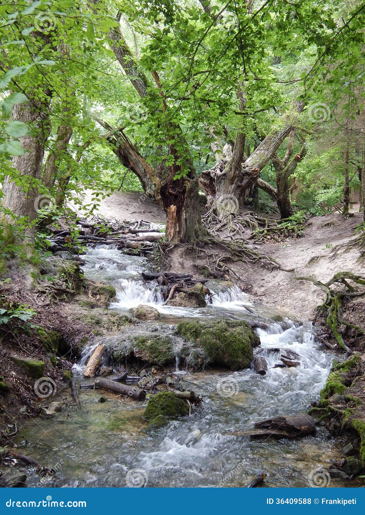 Brook in the forest stock photo. Image of water, beautiful - 36409588