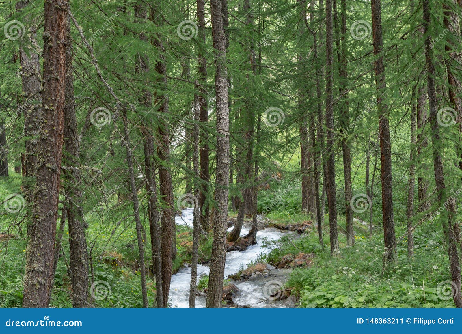 Brook in the forest. stock image. Image of park, cloudy - 148363211