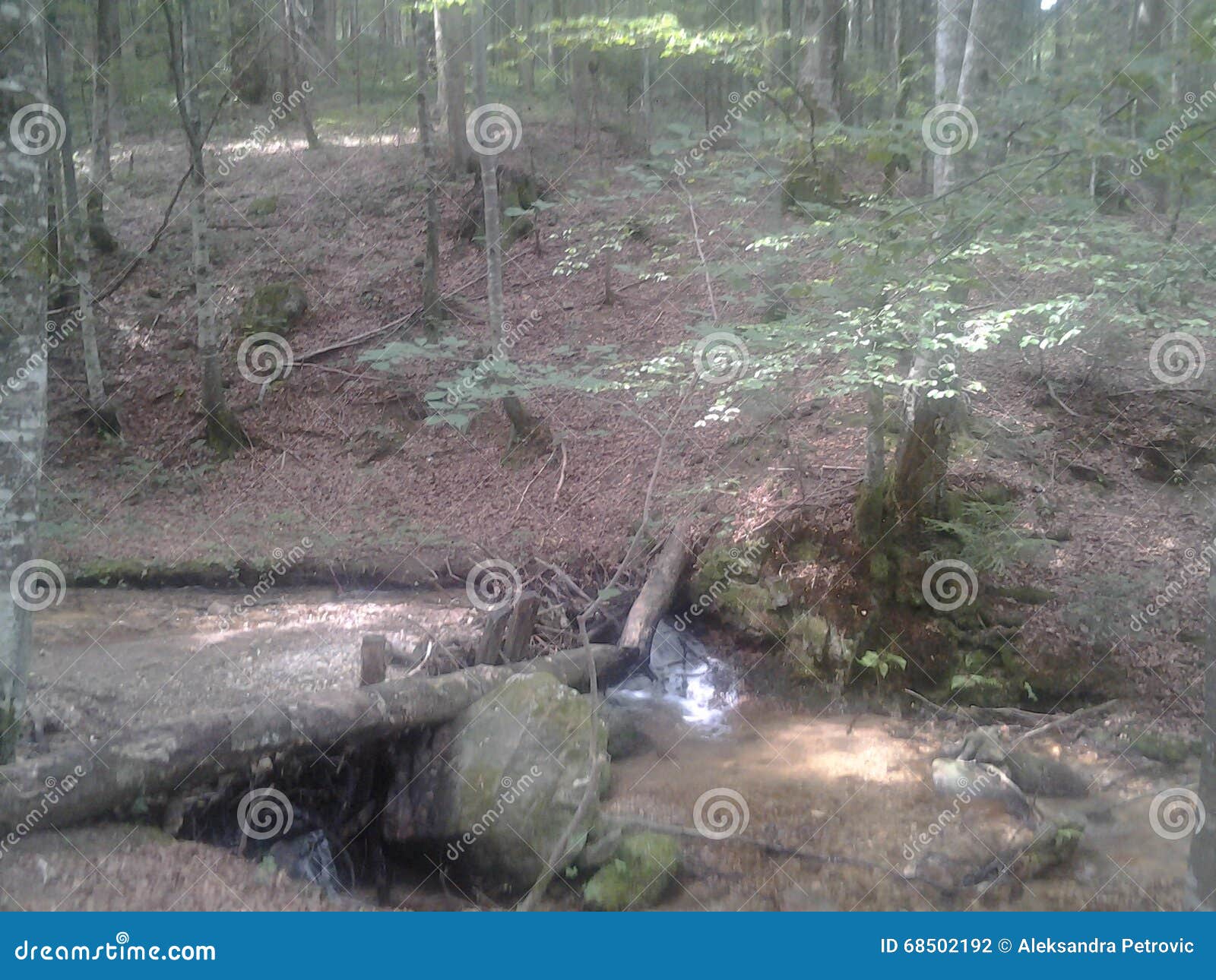 Brook in the forest stock photo. Image of stoun, nature - 68502192