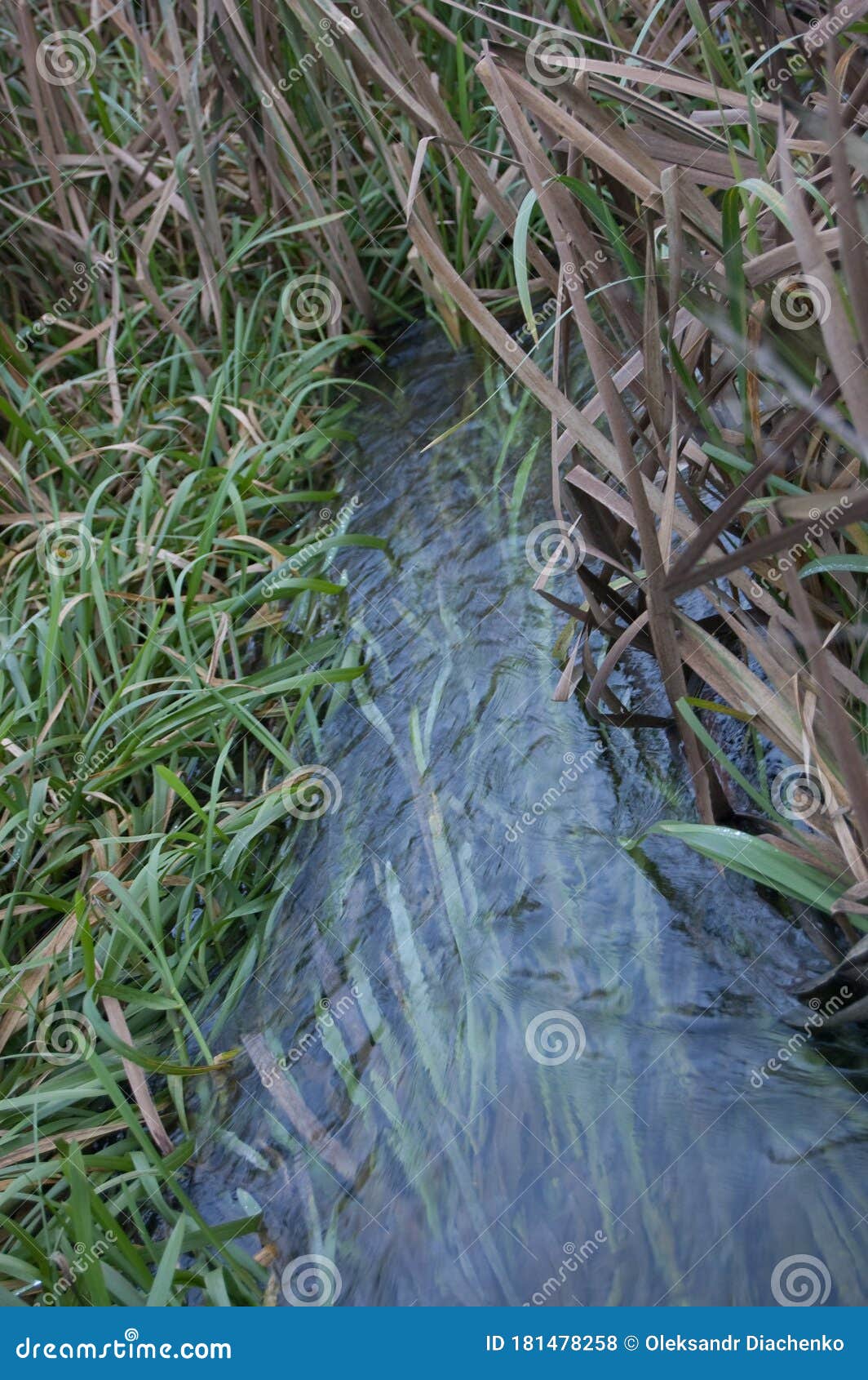 Brook in the Grass in the Field Stock Photo - Image of stream ...