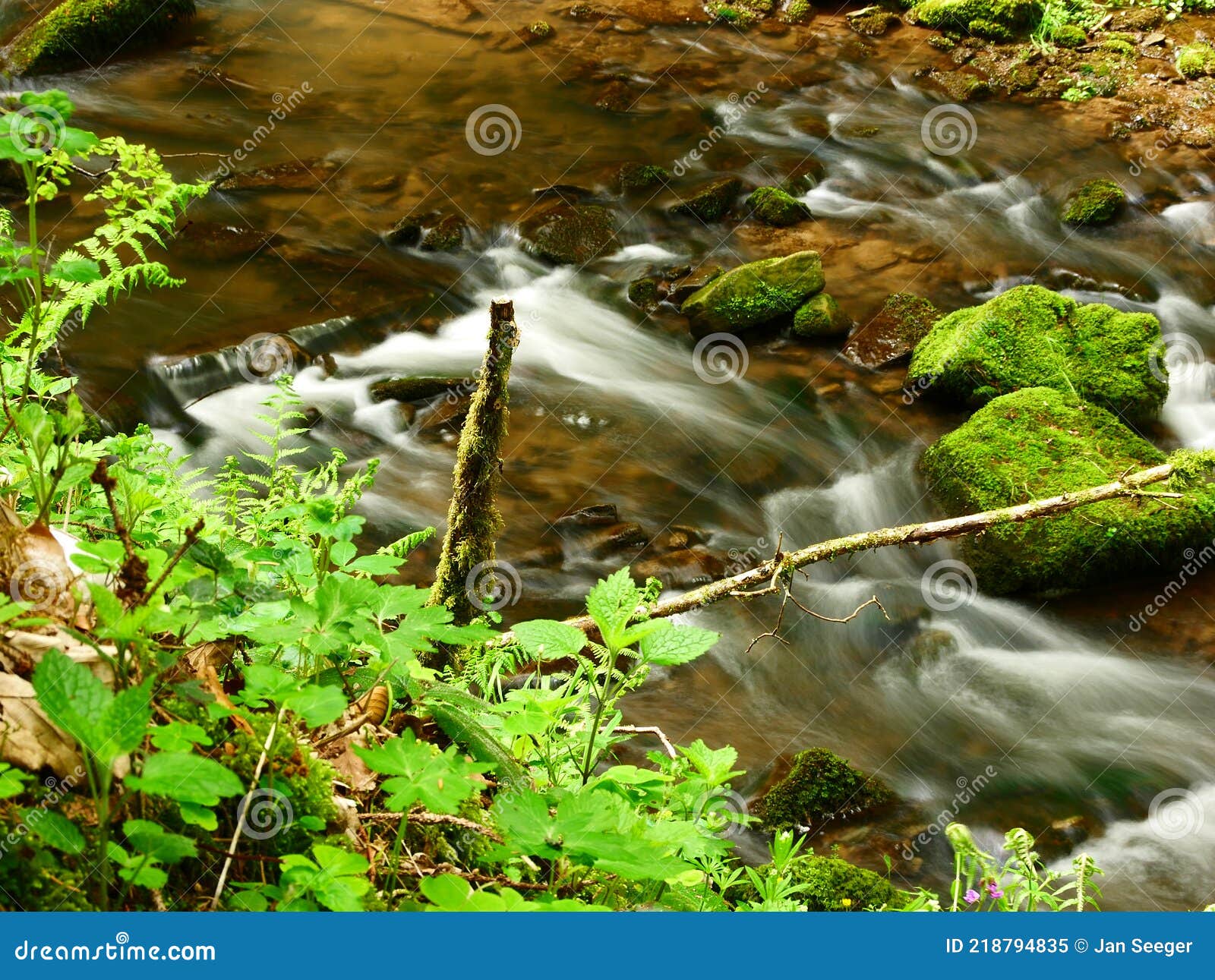 A brook in the green stock image. Image of pond, tree - 218794835