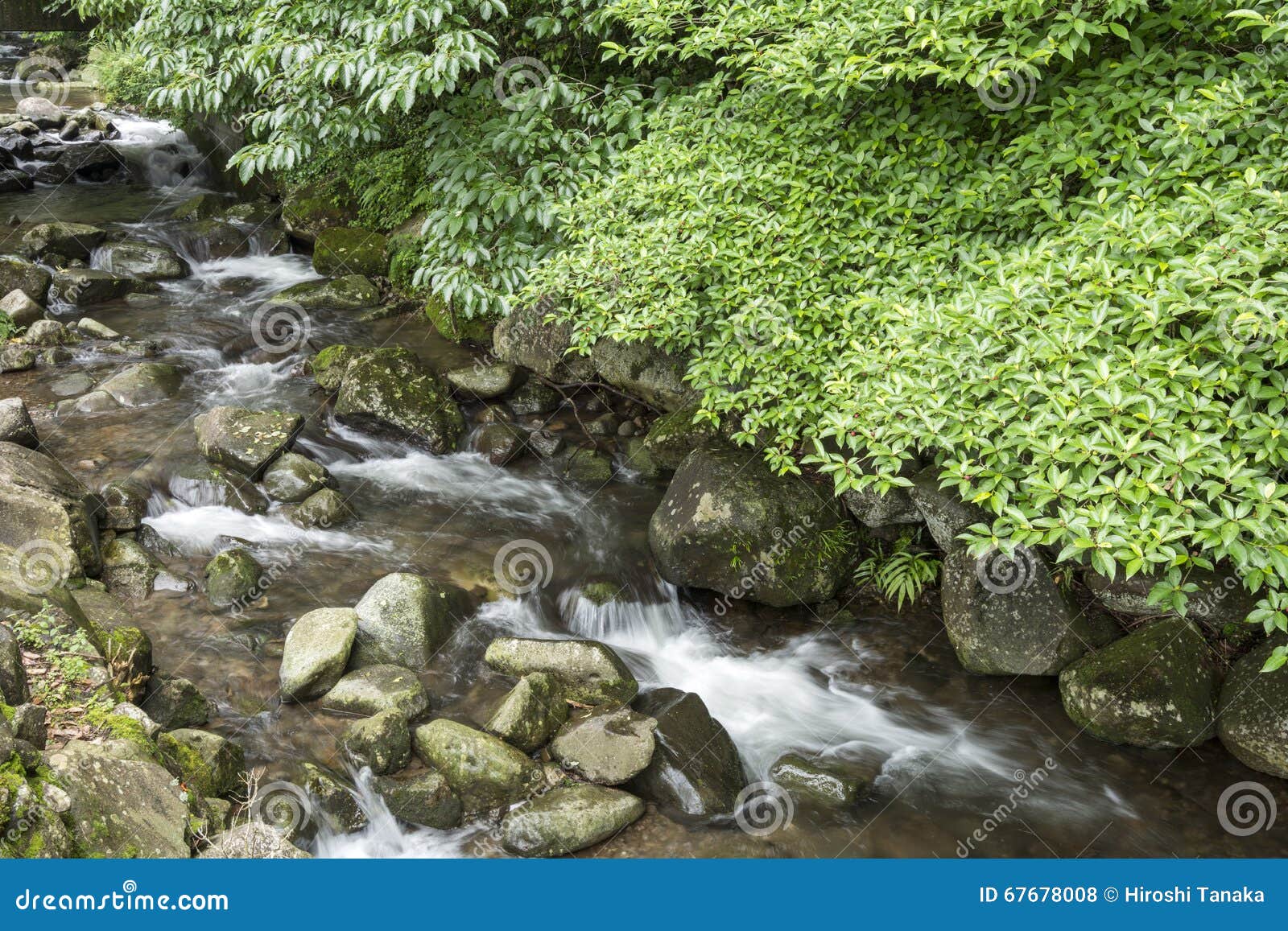 Brook and green trees stock photo. Image of fresh, scenery - 67678008