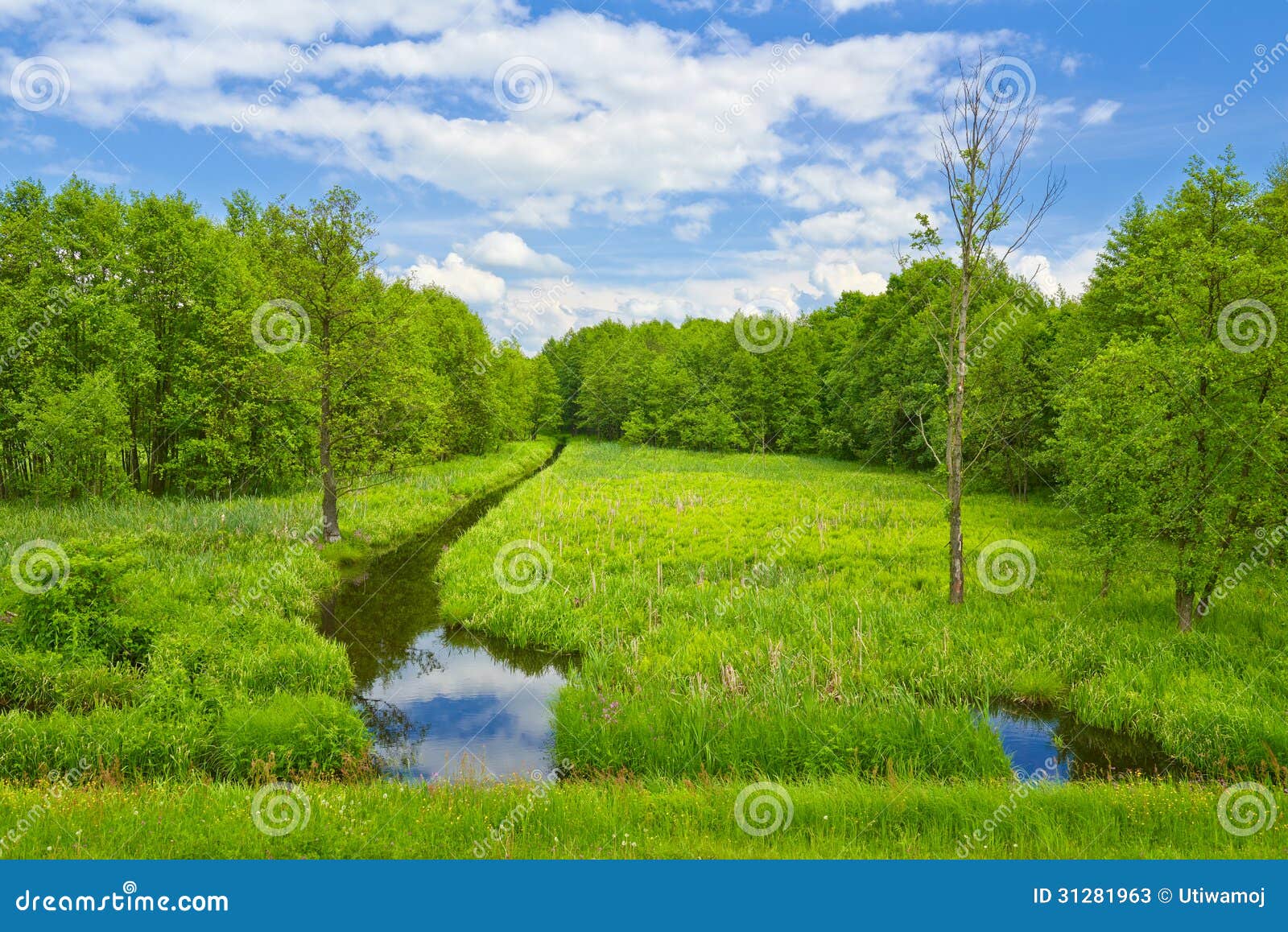 Brook and Meadow and Forest. Stock Image - Image of grass, poland: 31281963