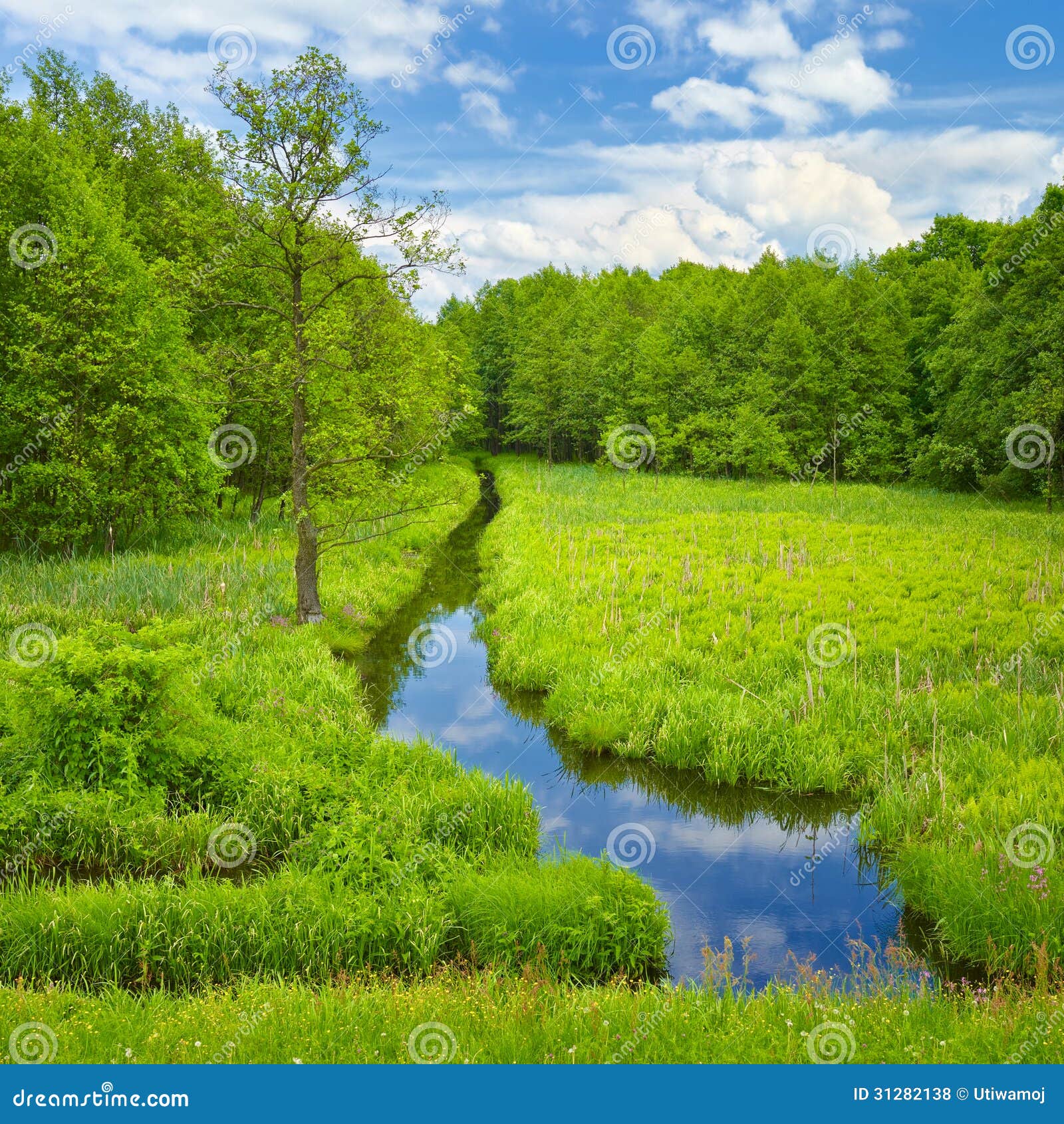 Brook and Meadow and Forest. Stock Photo - Image of narew, meadow: 31282138