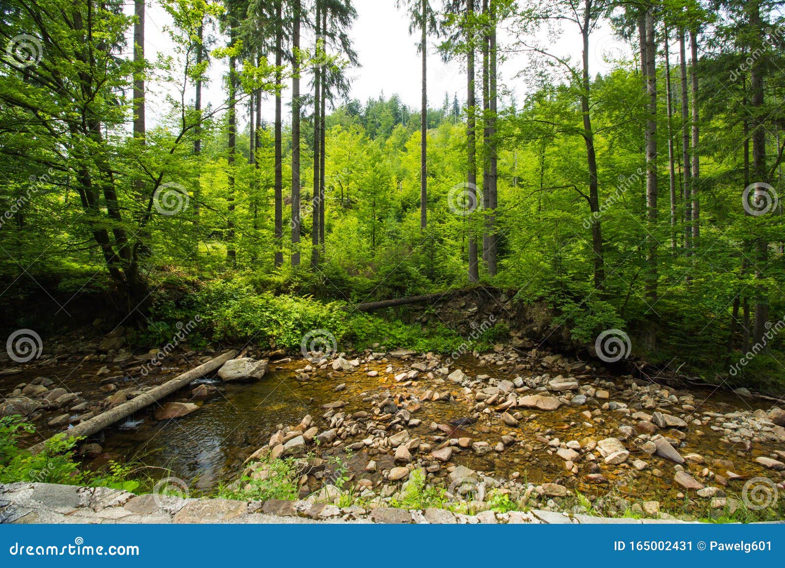 The brook in mountain stock image. Image of brook, forest - 165002431