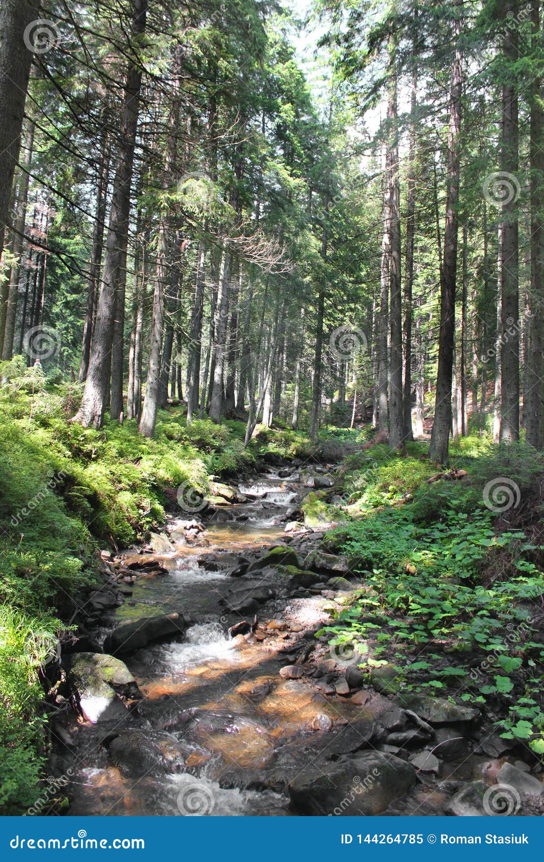 Brook in the Mountains. Beautiful Nature Stock Image - Image of morning ...