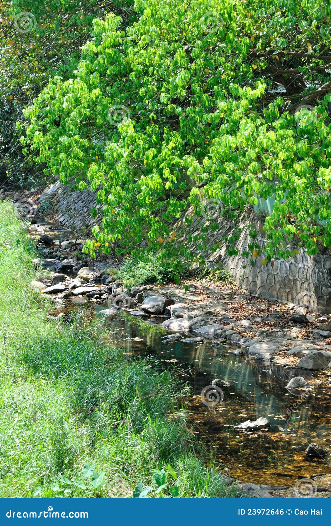 Brook and plant around stock photo. Image of landscape - 23972646