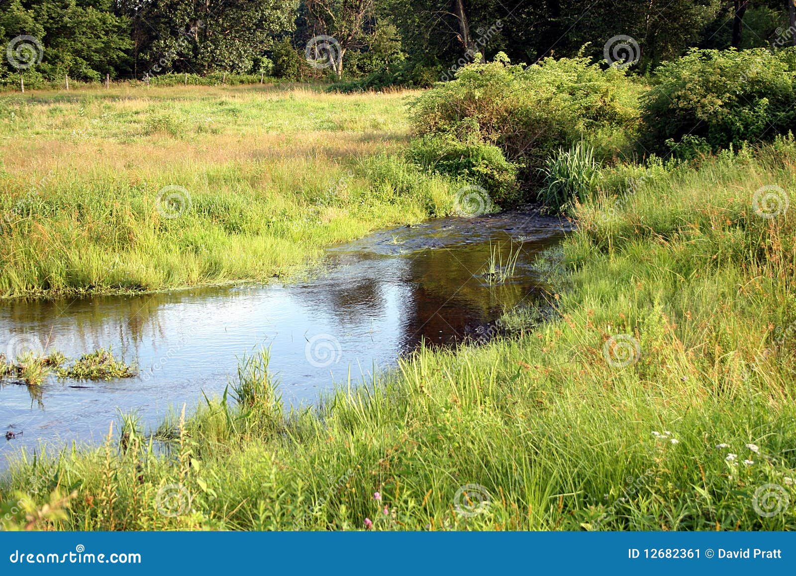 A brook runs through it stock image. Image of bush, water - 12682361