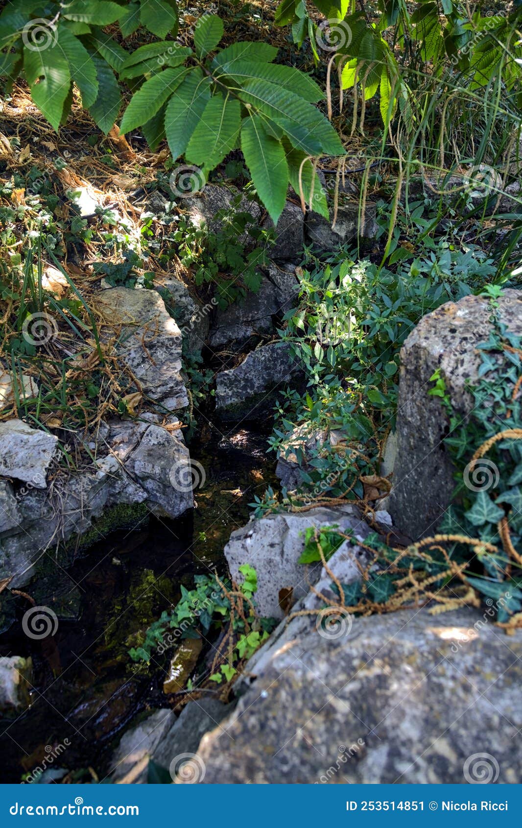 Brook in the Shade Bordered by Rocks and Plants Stock Image - Image of ...