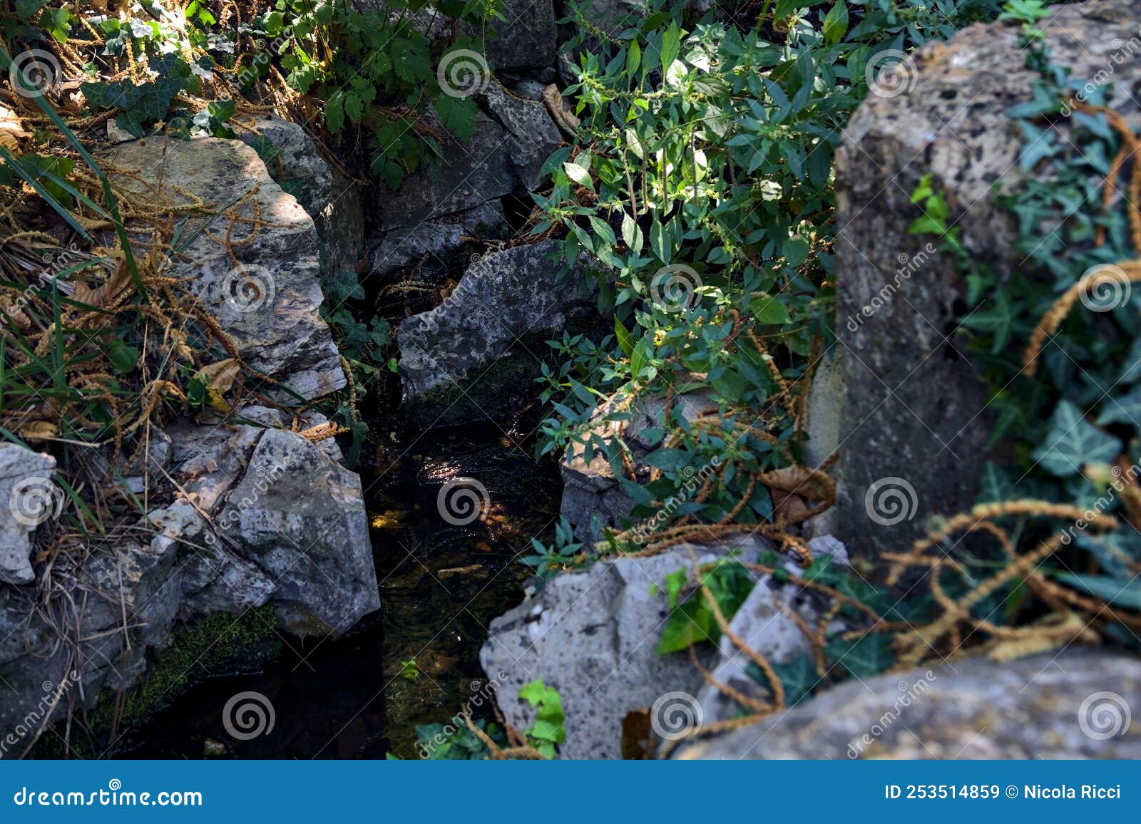 Brook in the Shade Bordered by Rocks and Plants in a Park Stock Image ...