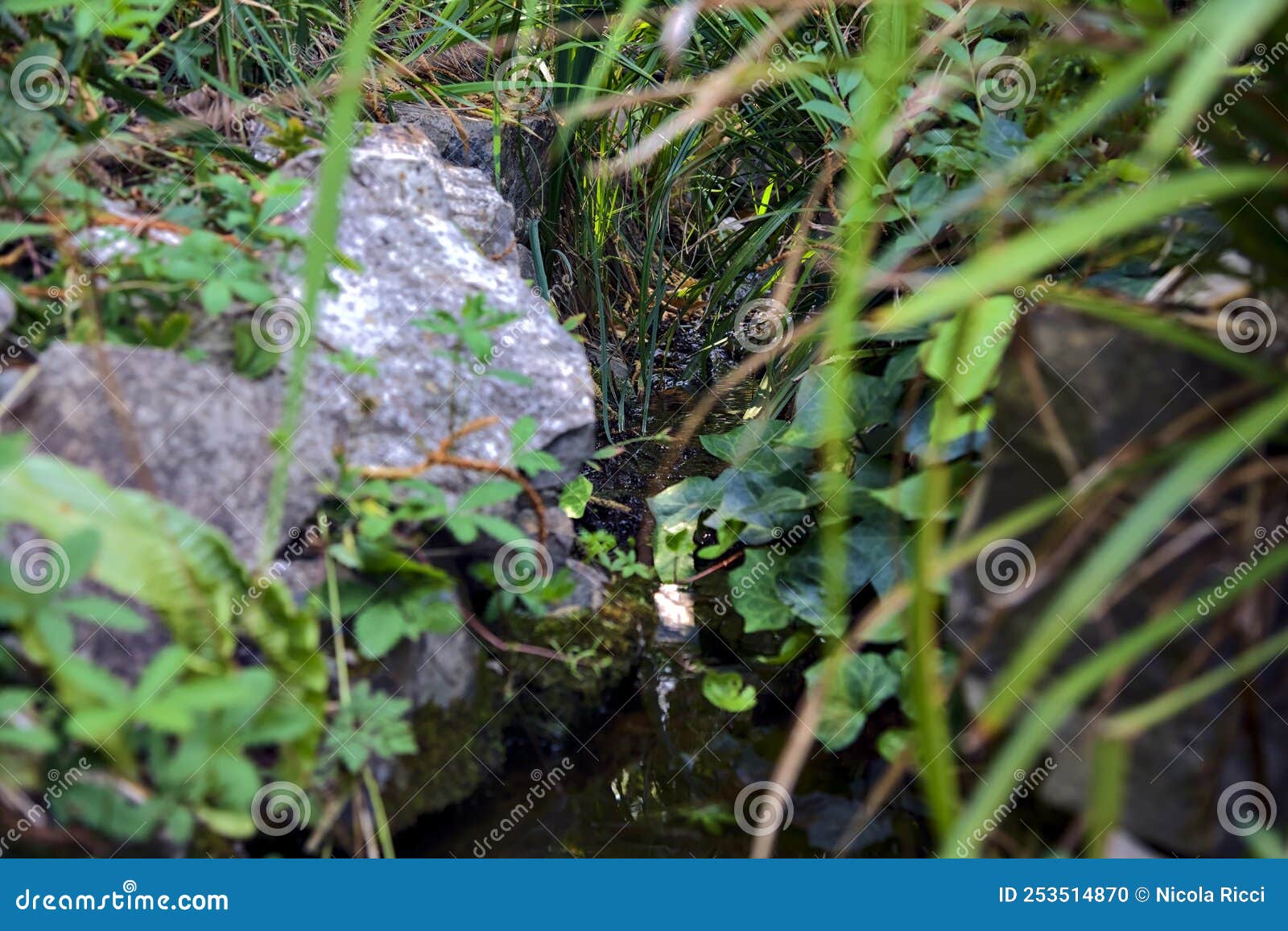 Brook in the Shade Bordered by Rocks and Plants in a Park Stock Photo ...
