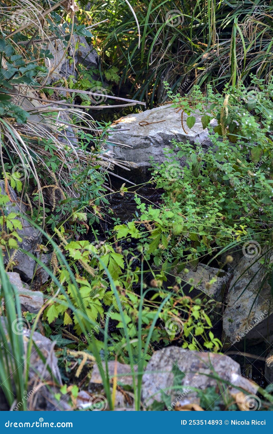 Brook in the Shade Bordered by Rocks and Plants in a Park Stock Image ...