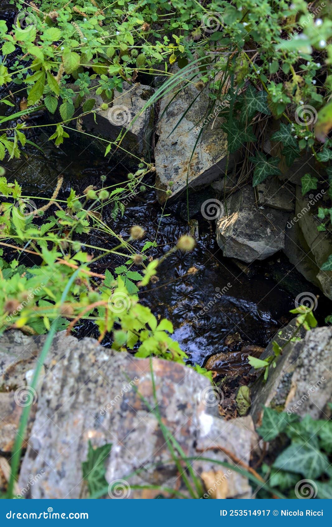 Brook in the Shade Bordered by Rocks and Plants Stock Image - Image of ...