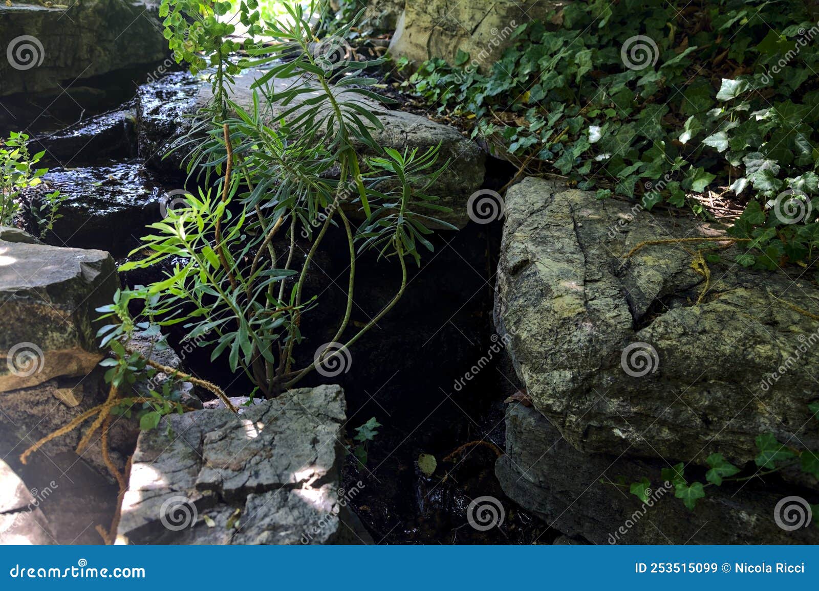 Brook in the Shade Bordered by Rocks and Plants in a Park Stock Image ...