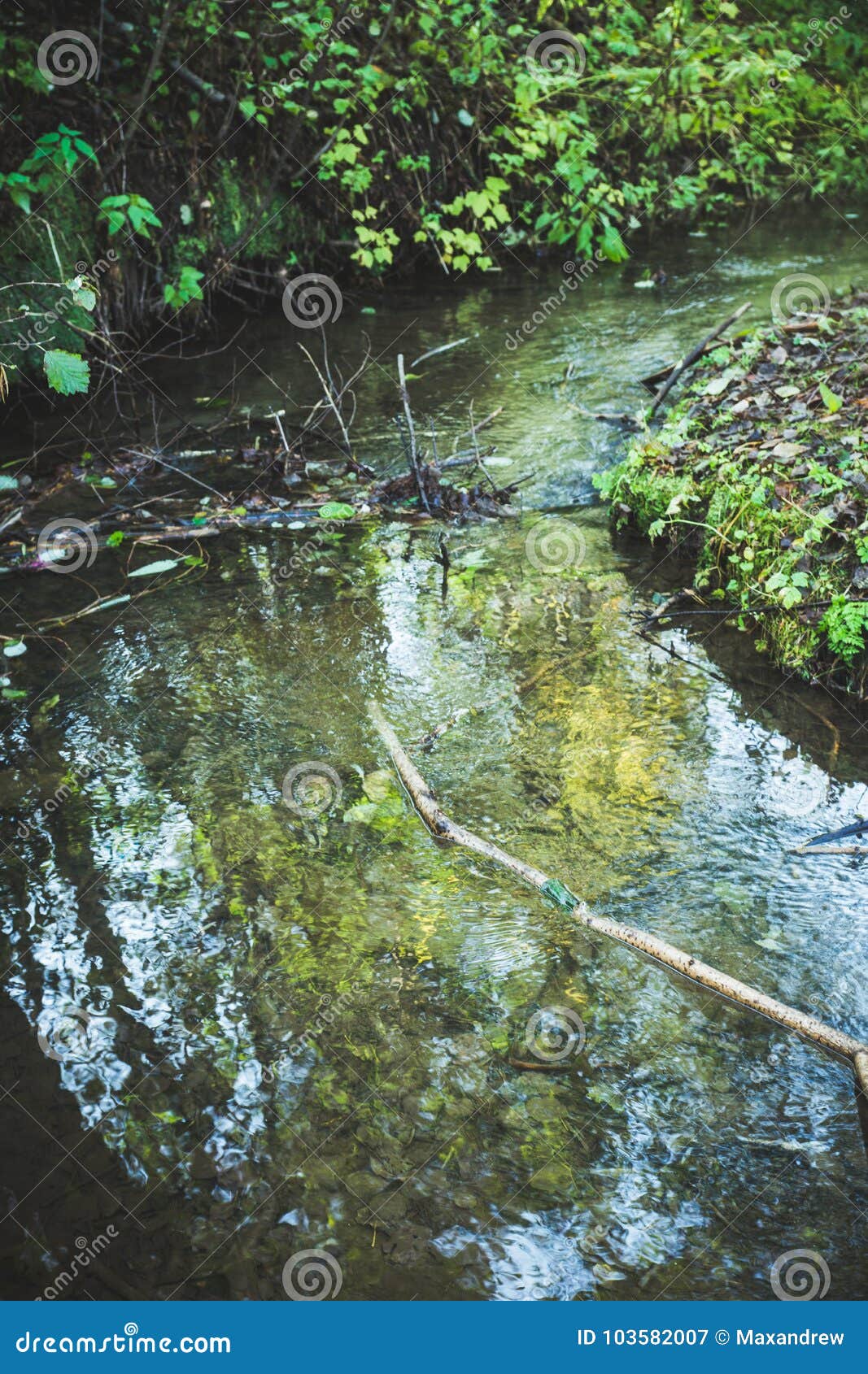 Brook small river stock image. Image of flora, outdoors - 103582007