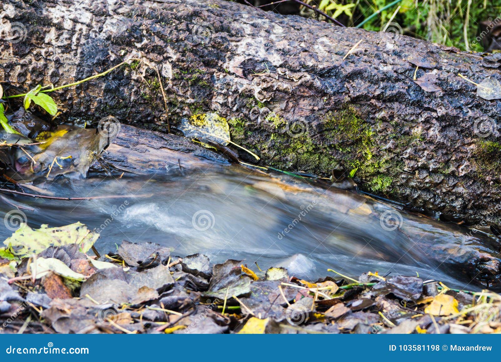 Brook small river stock photo. Image of relaxation, trees - 103581198