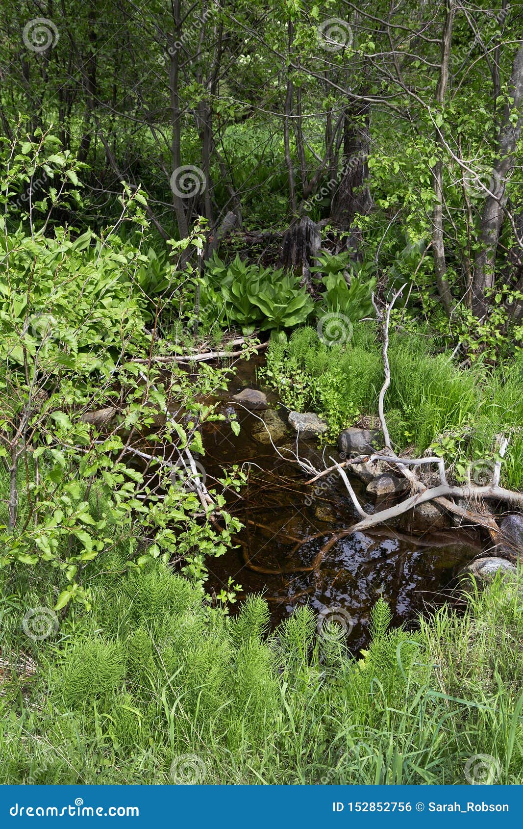 Brook in spring forest stock photo. Image of seasonal - 152852756
