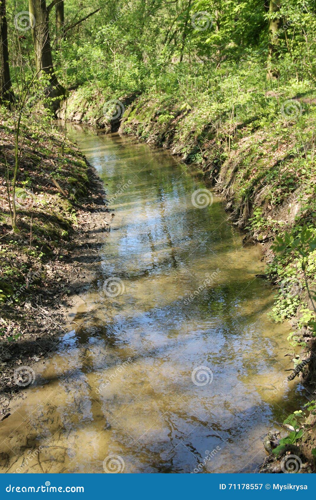 Brook in spring forest stock image. Image of water, season - 71178557