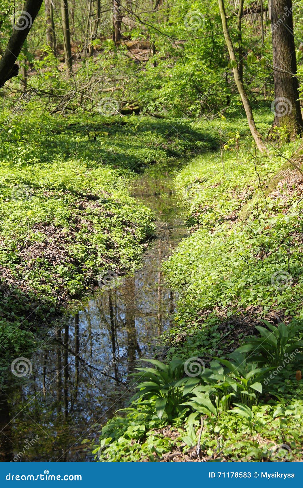 Brook in spring forest stock image. Image of spring, environment - 71178583