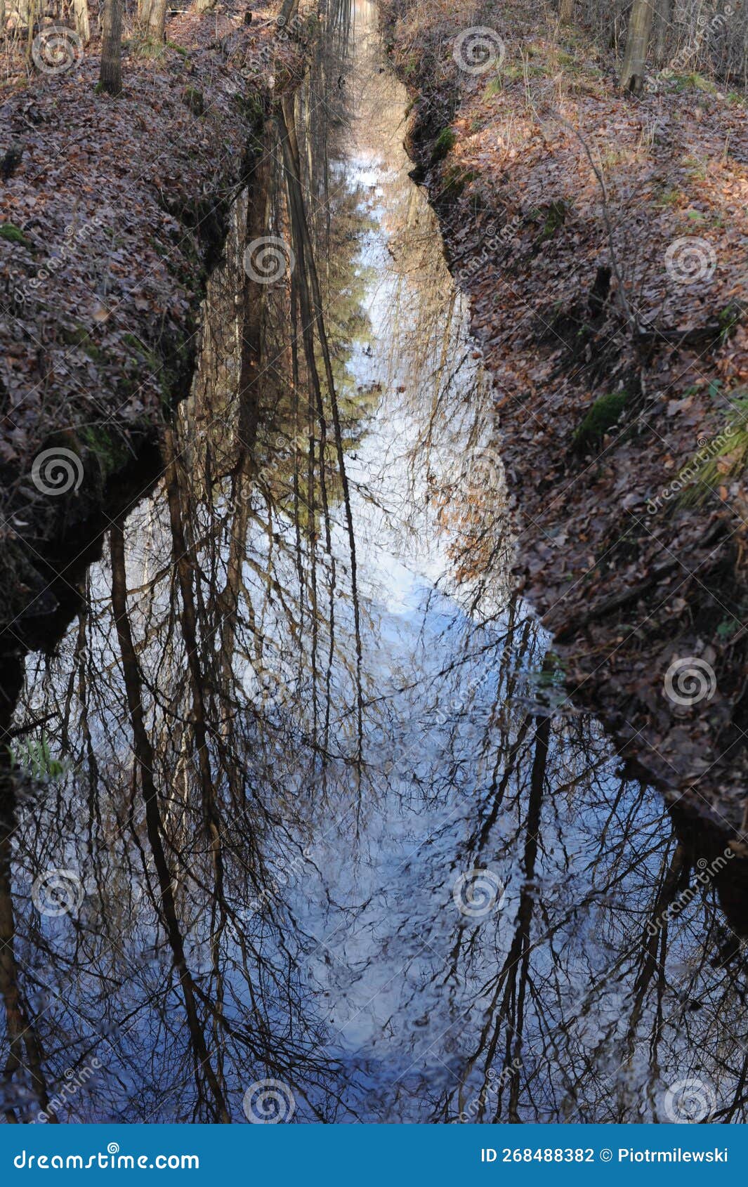 A Small Brook or Stream or Creek in a Forest with Trees Reflecting in ...