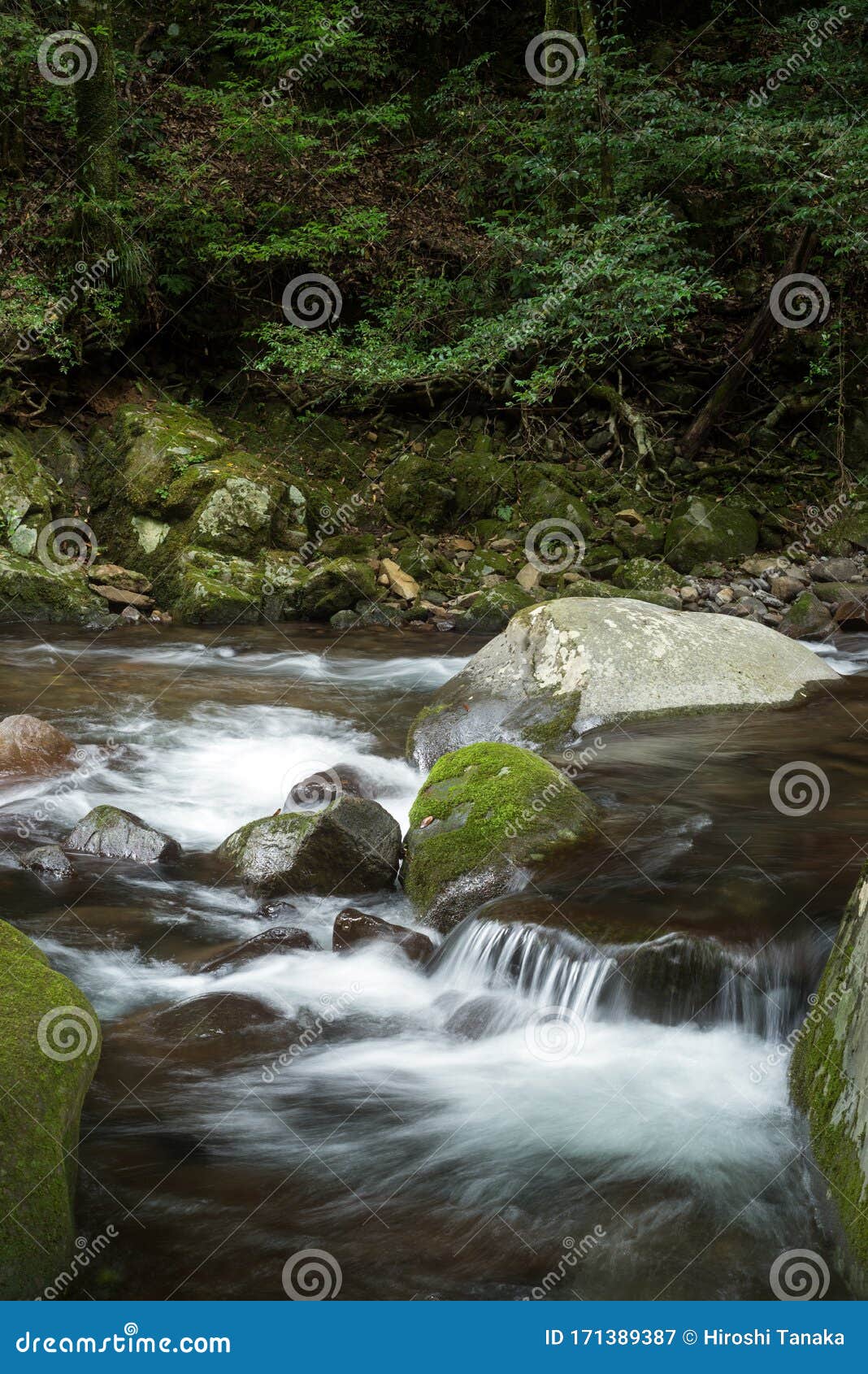 Brook stream flowing stock image. Image of green, plant - 171389387