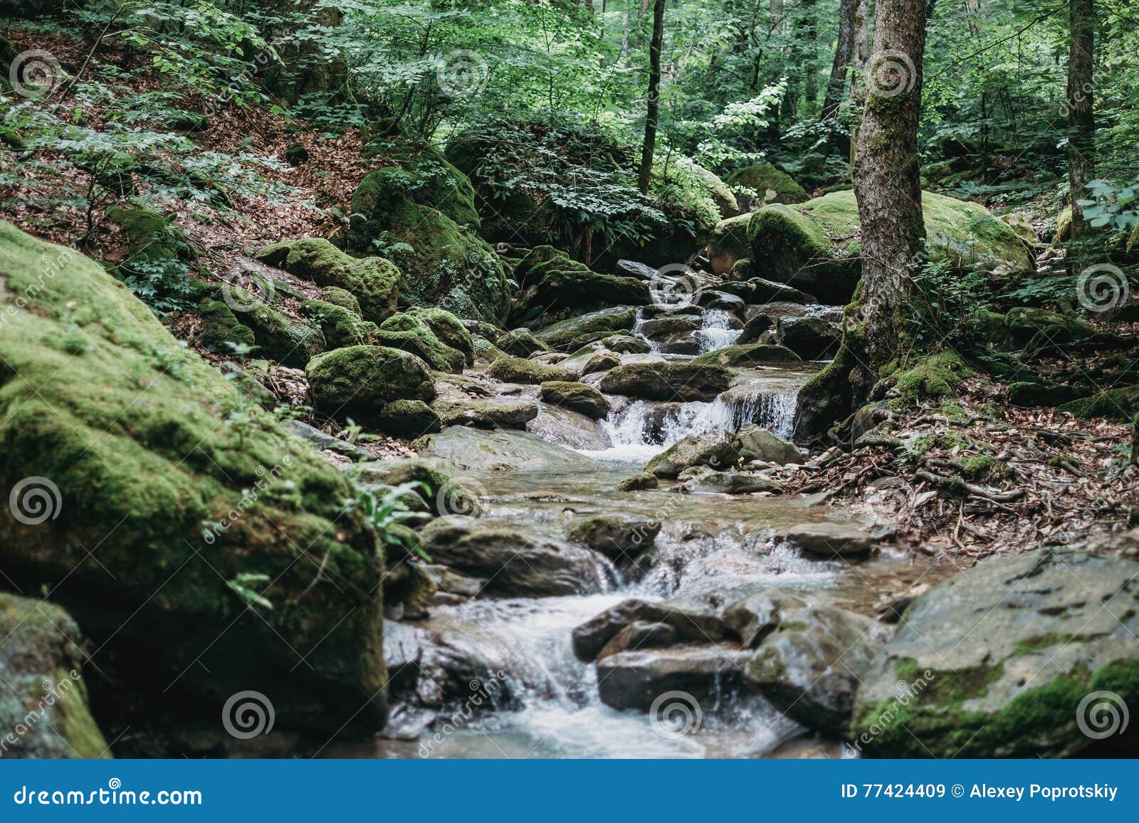 Brook in summer forest stock image. Image of clean, water - 77424409