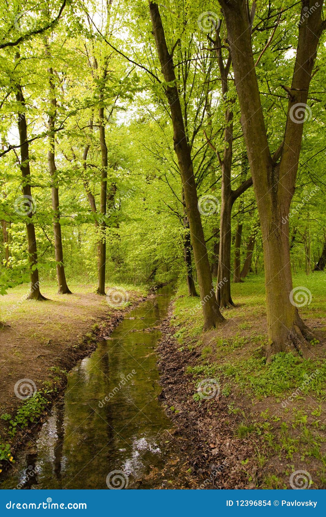 Brook between trees stock photo. Image of season, trunks - 12396854