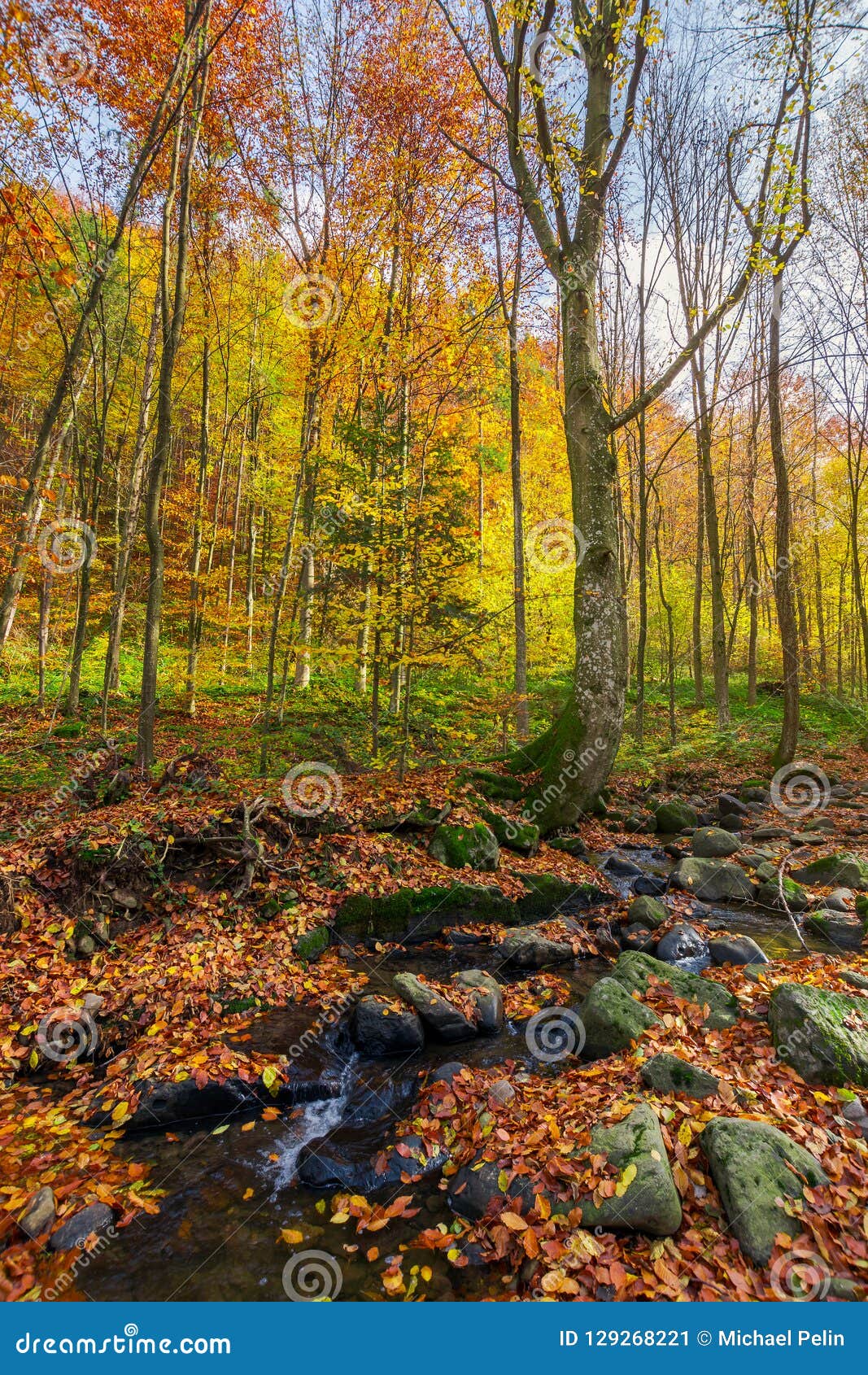 Brook among the trees stock image. Image of relax, environment - 129268221